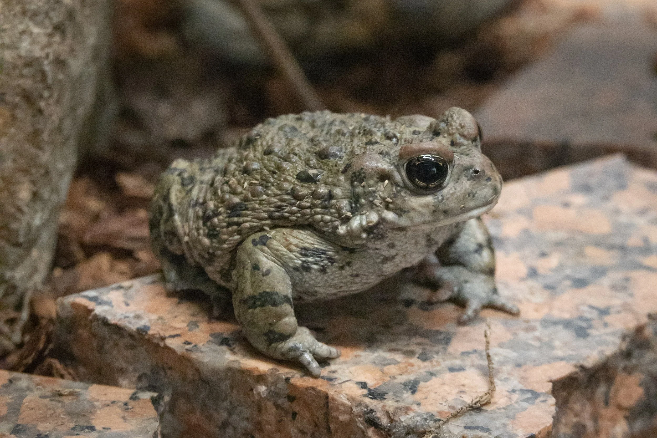 Western Toad Babies