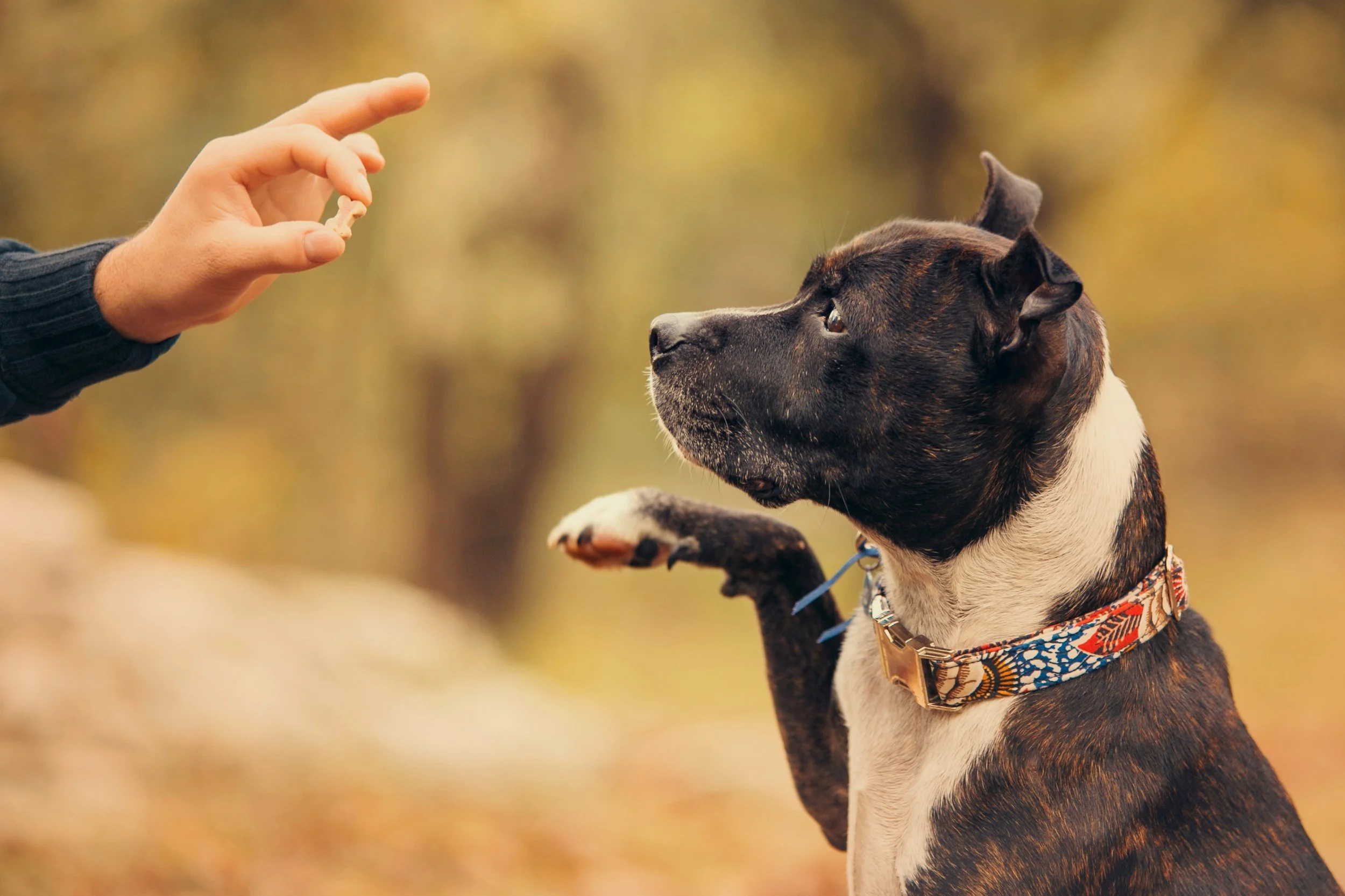 Dog Tricks