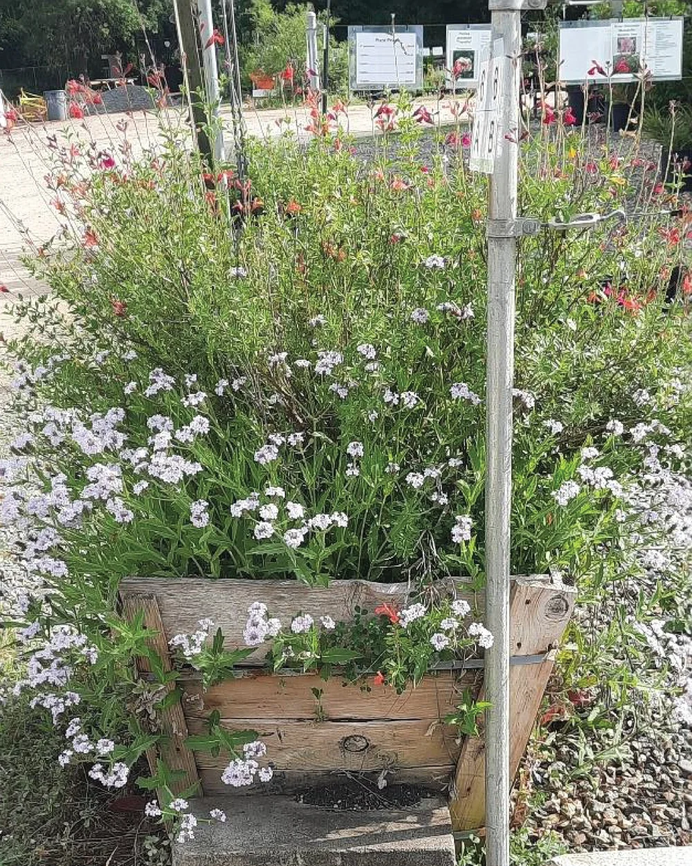 June Plant of the Month: Verbena rigida and Verbena rigida ‘Polaris ...
