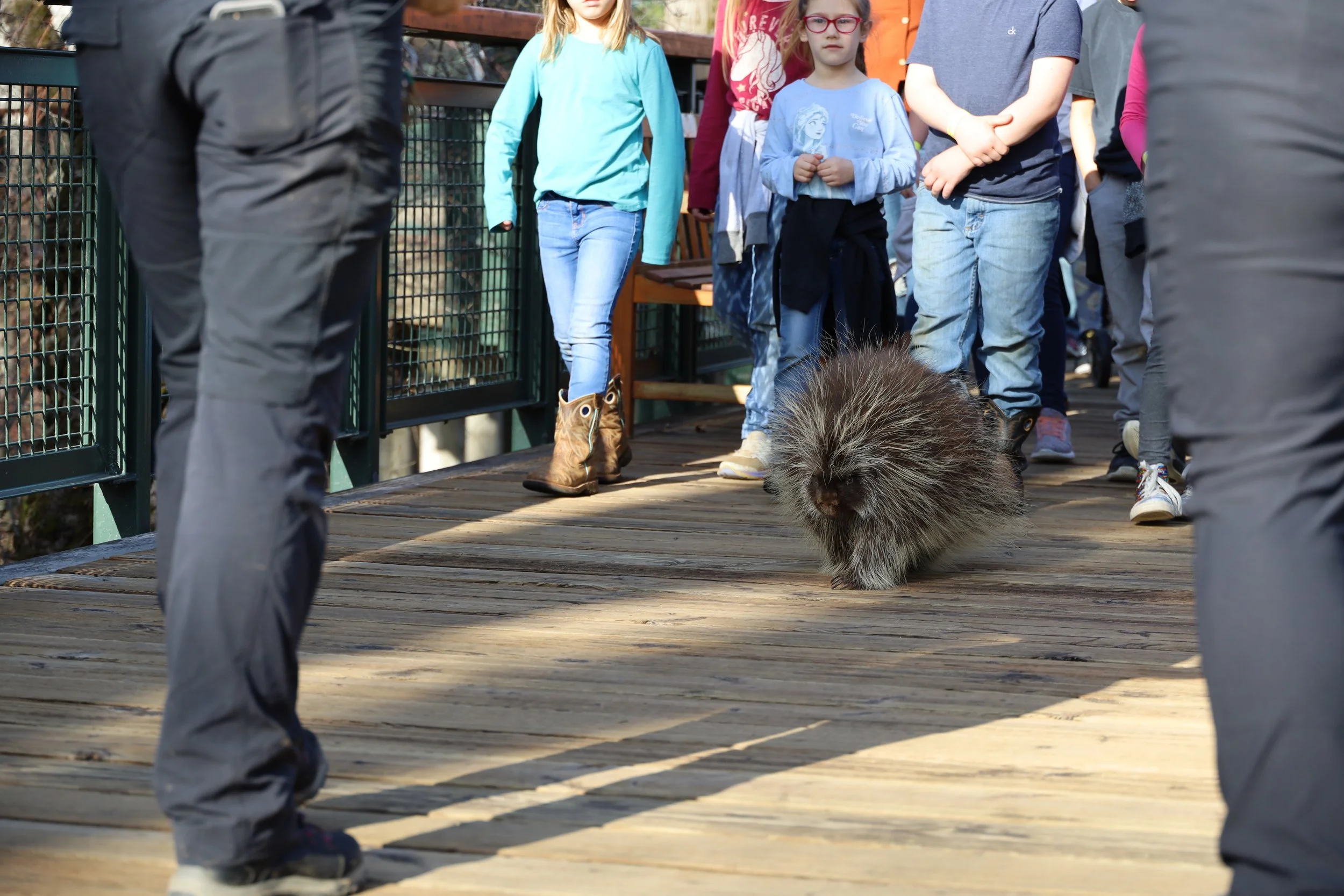 Animals — Turtle Bay