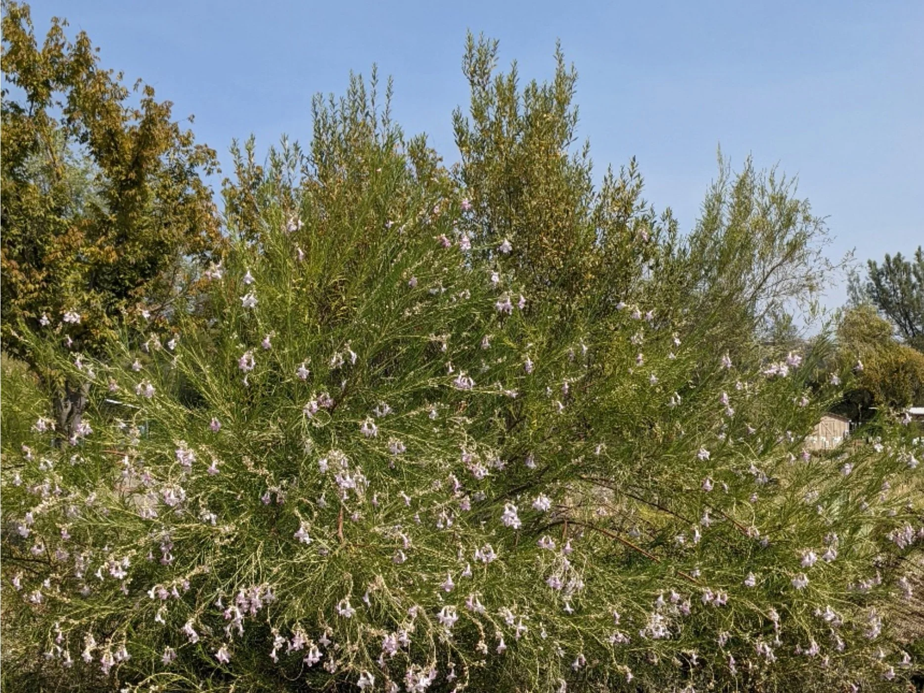 Plant of the Month: Desert Willow — Turtle Bay