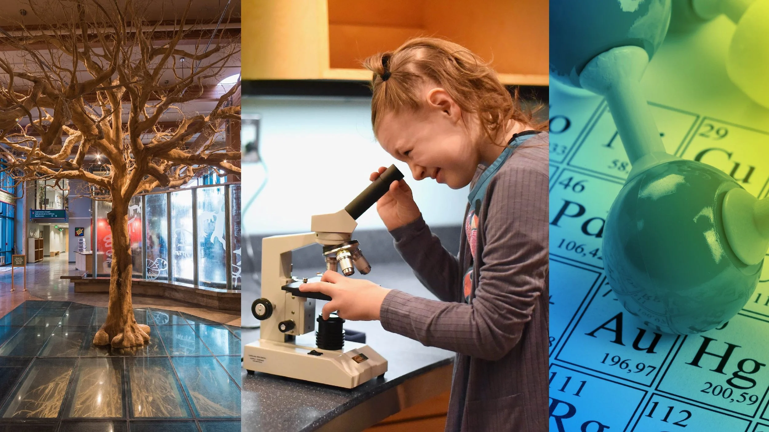 Science Saturday — Turtle Bay