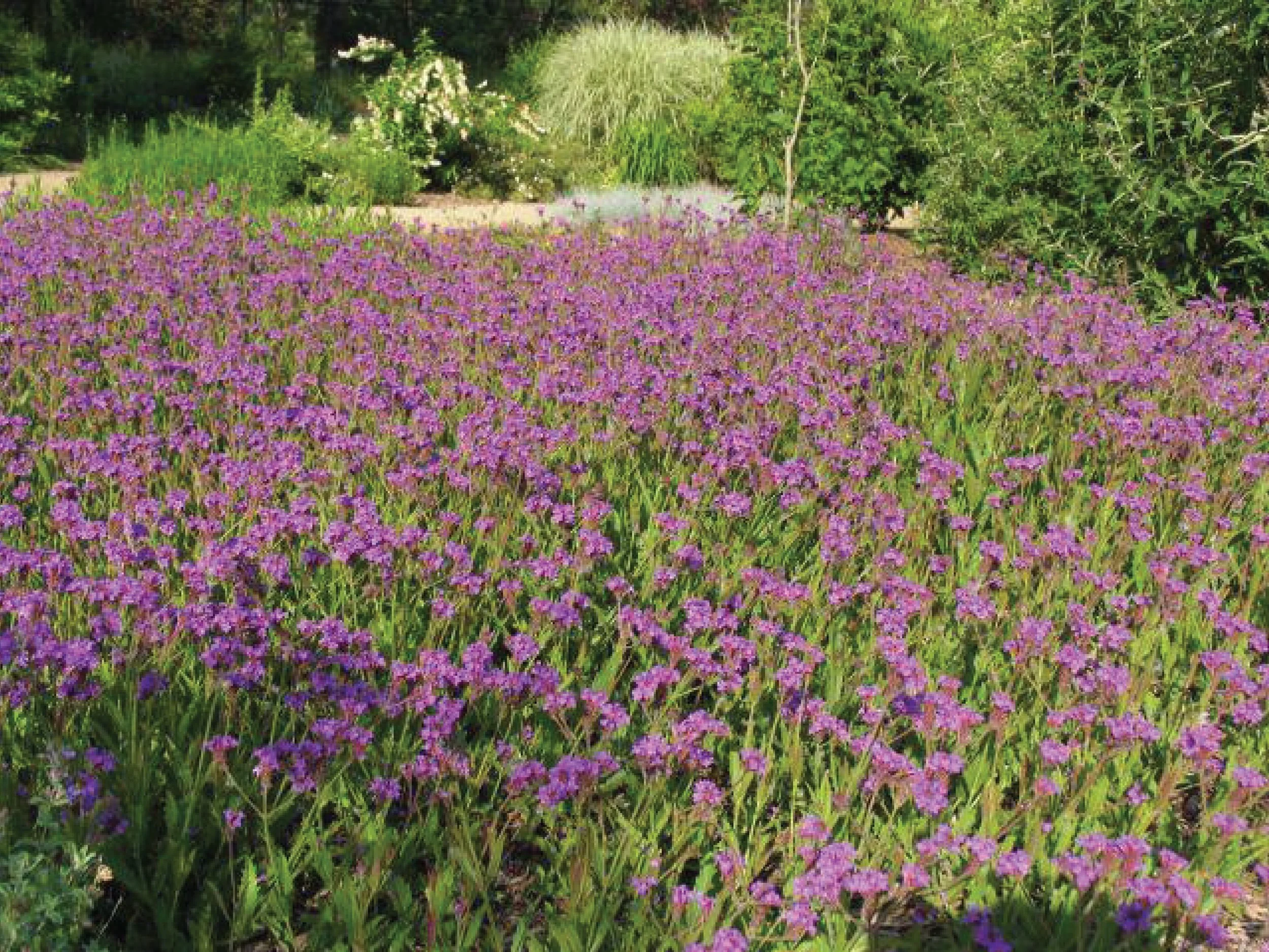 June Plant of the Month: Verbena rigida and Verbena rigida ‘Polaris ...