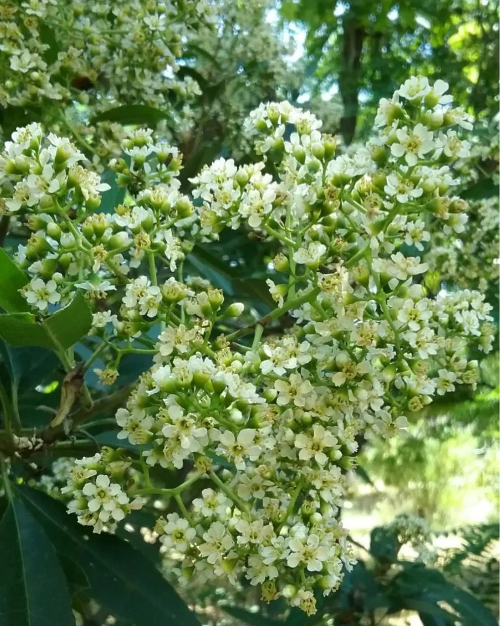 Plant of the Month: Toyon — Turtle Bay