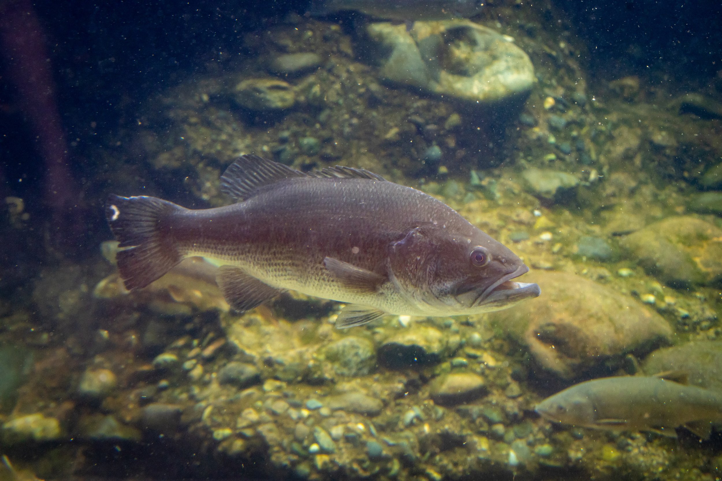 Largemouth Bass Aquarium