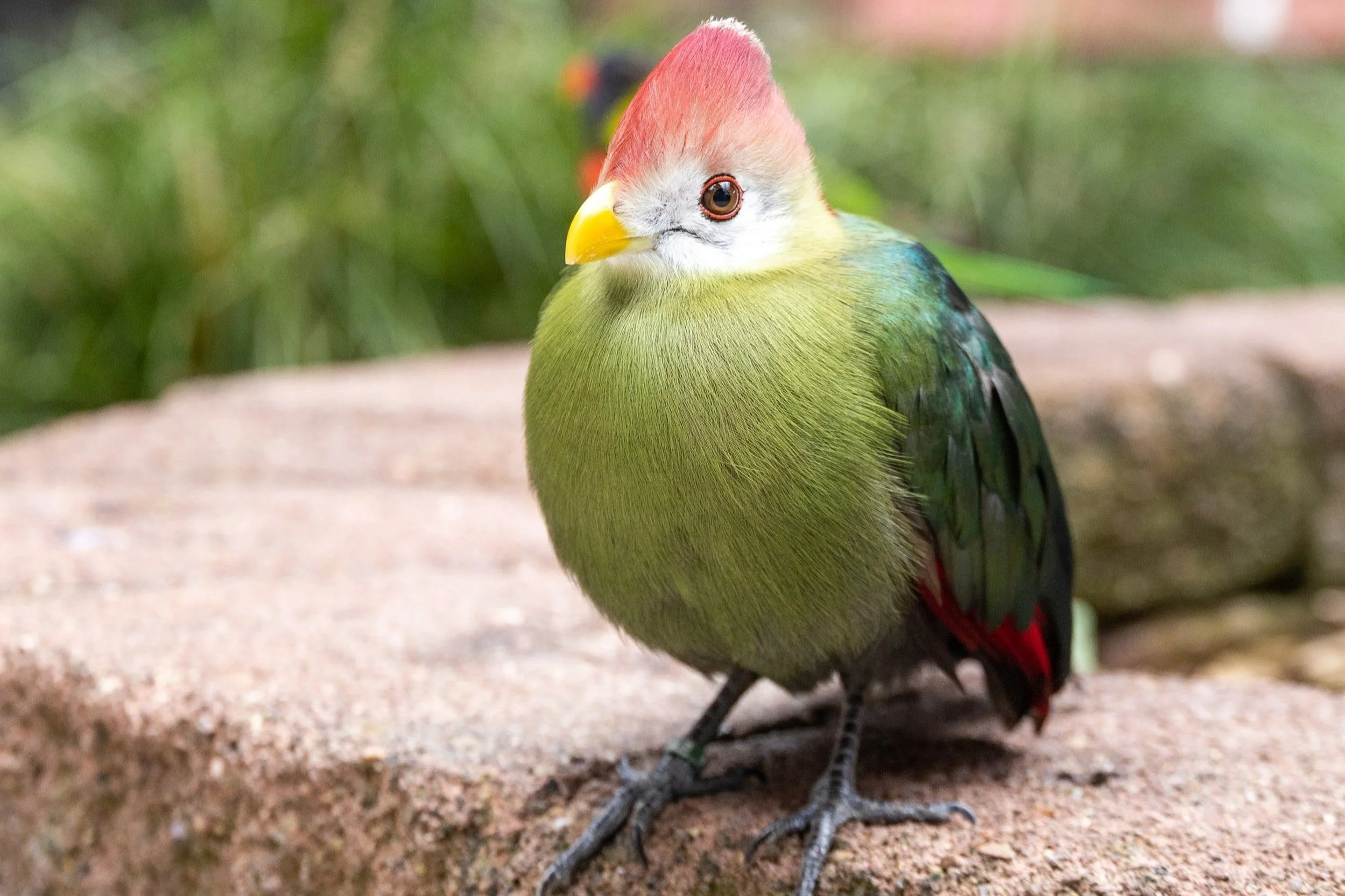 Animal Exhibits & Programs — Turtle Bay