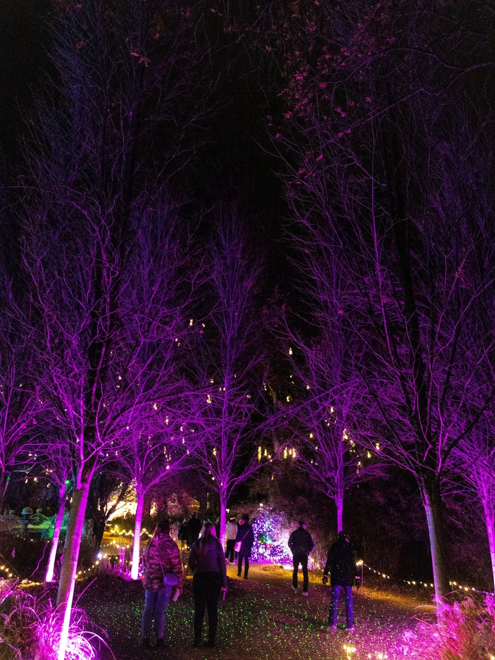 Holiday Activities: Redding Garden of Lights and New Year's Eve Party ...