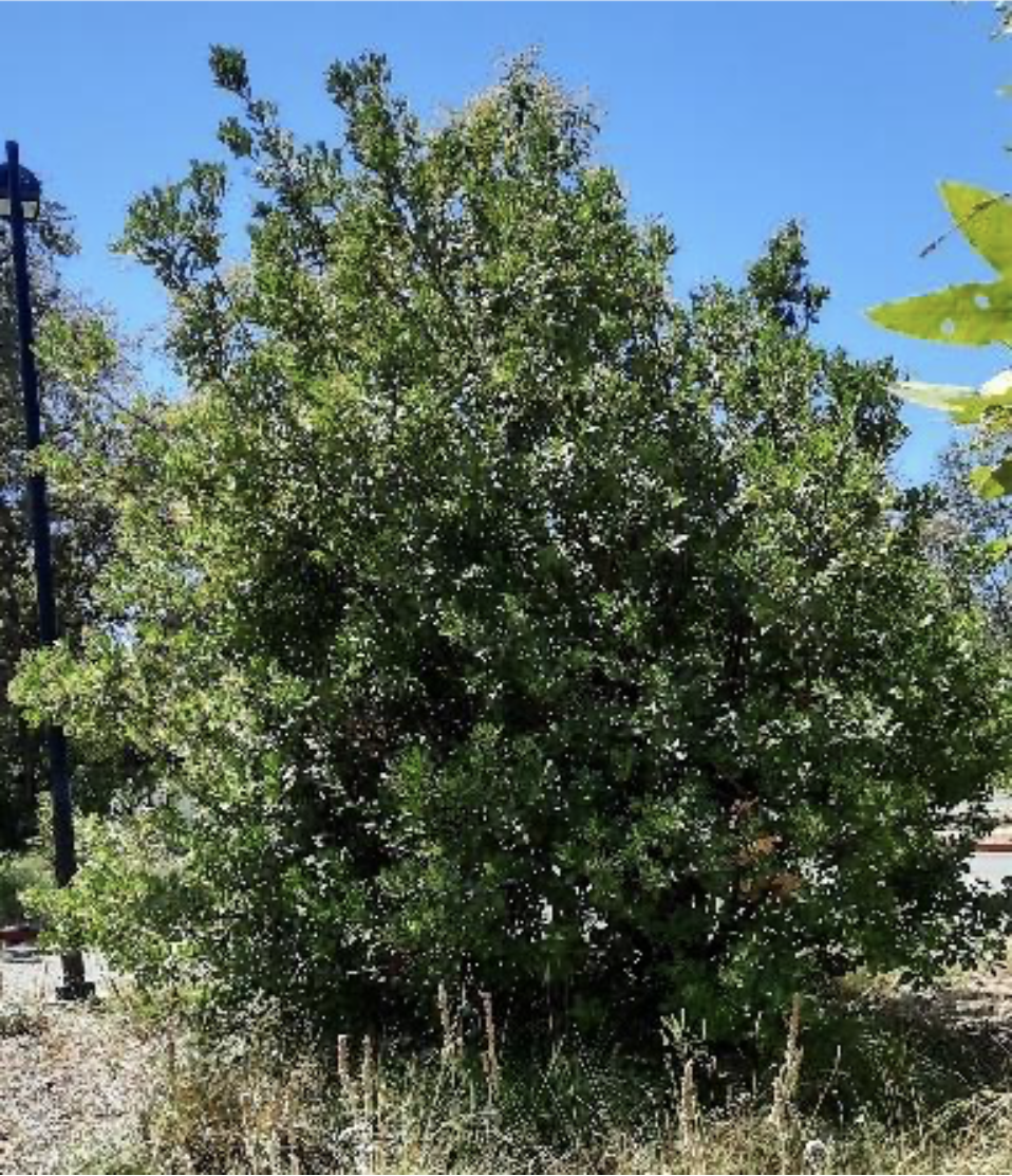 Plant of the Month: Toyon — Turtle Bay