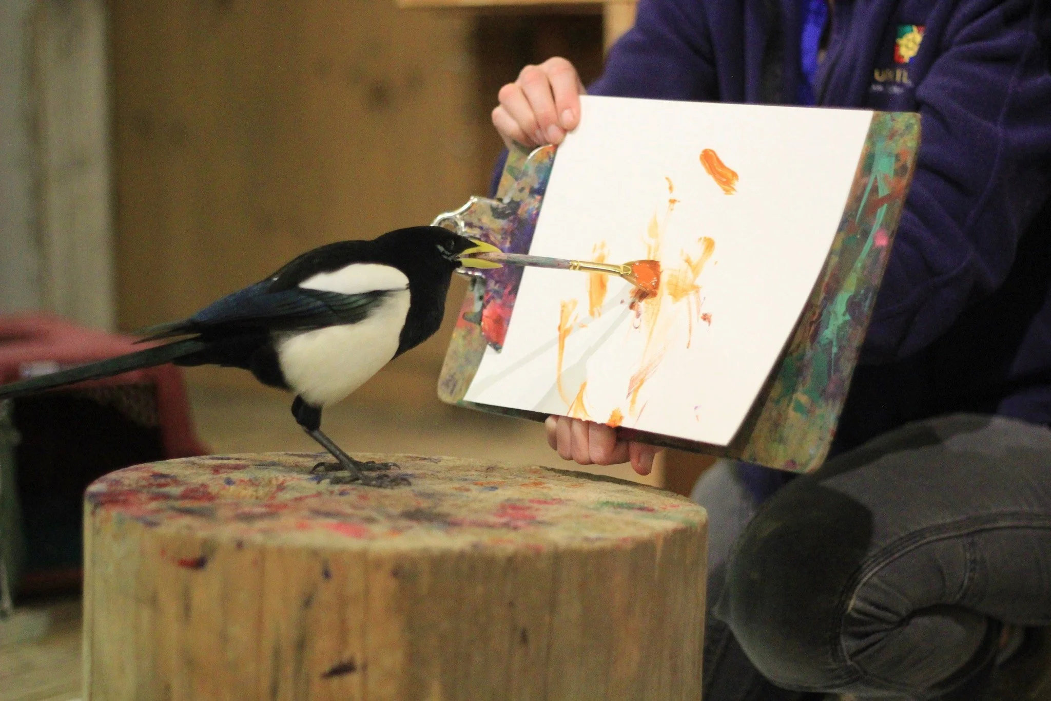 Meet the Artist — Turtle Bay