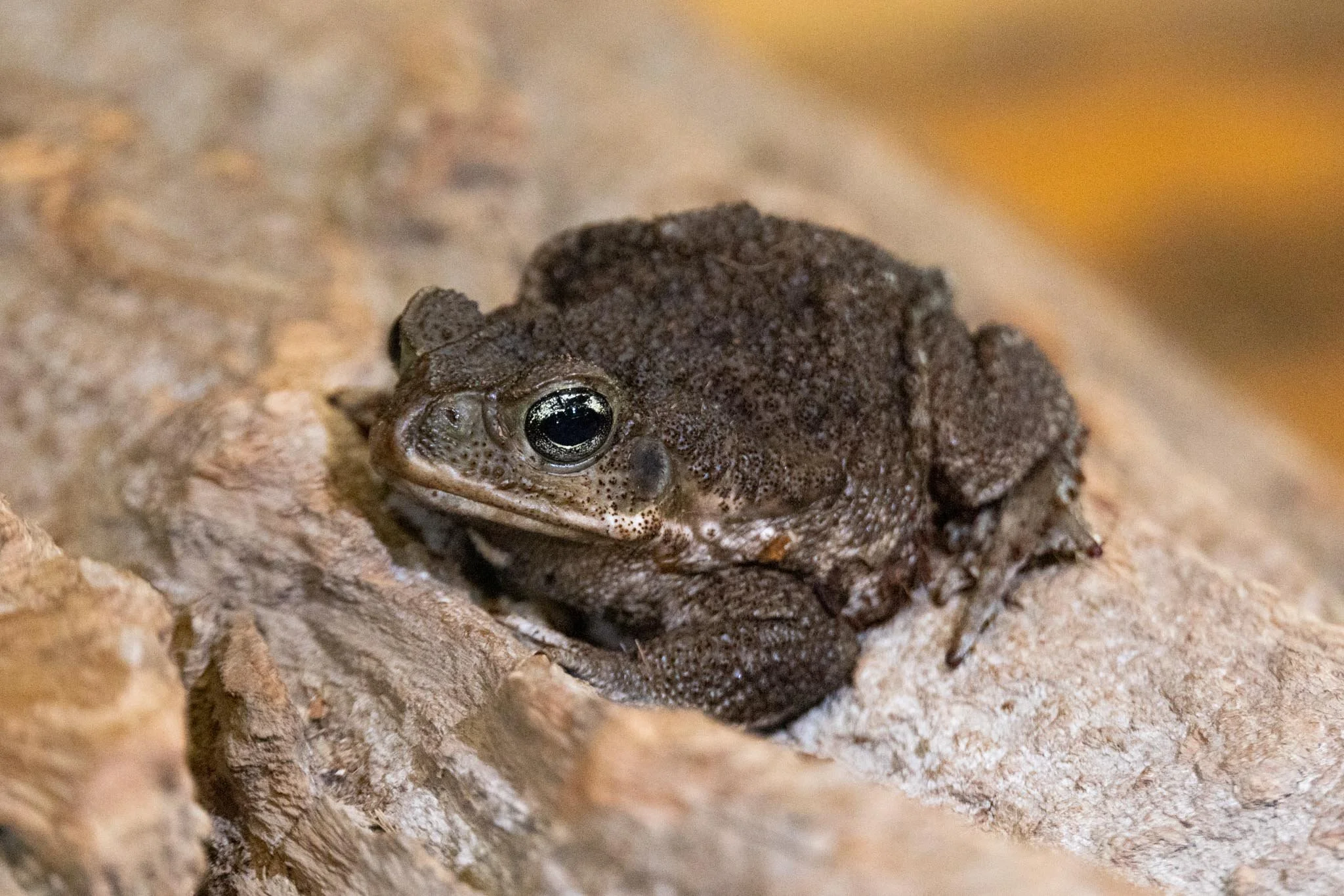 Cane Toad Turtle Bay cane-toad-turtle-bay