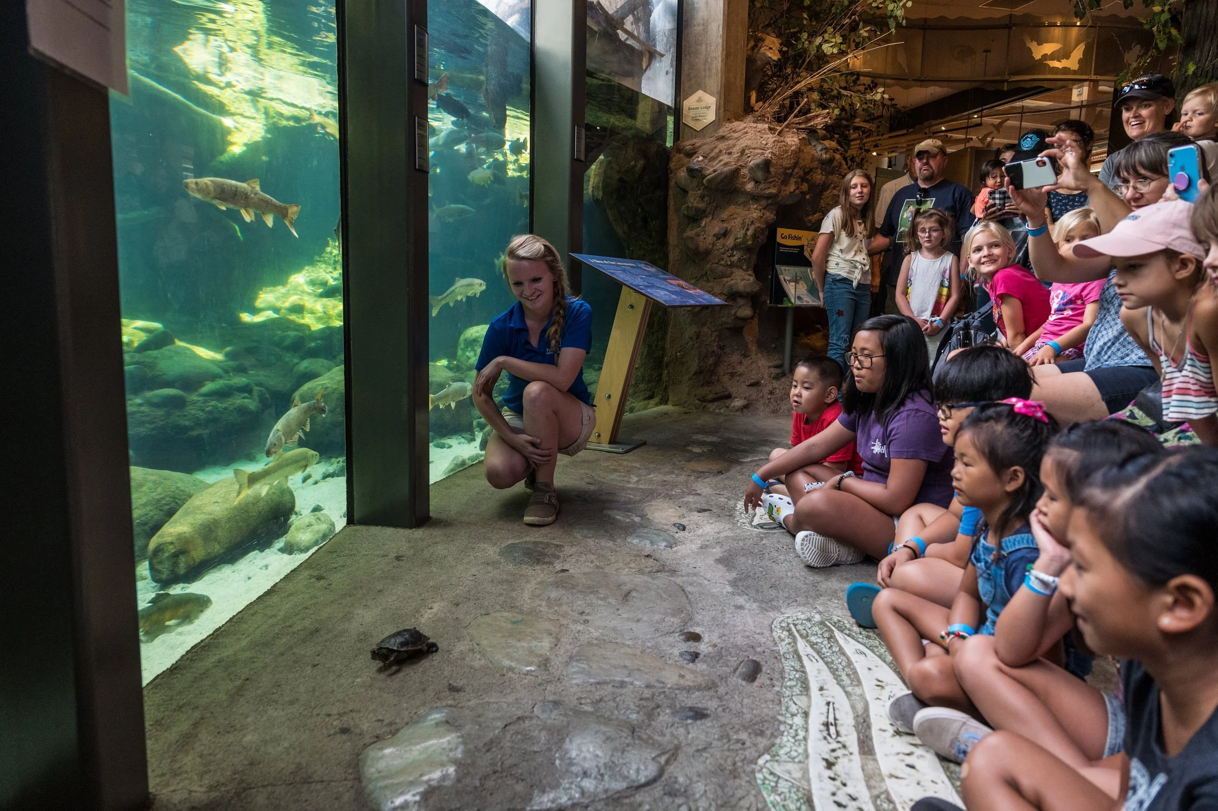 Animals — Turtle Bay