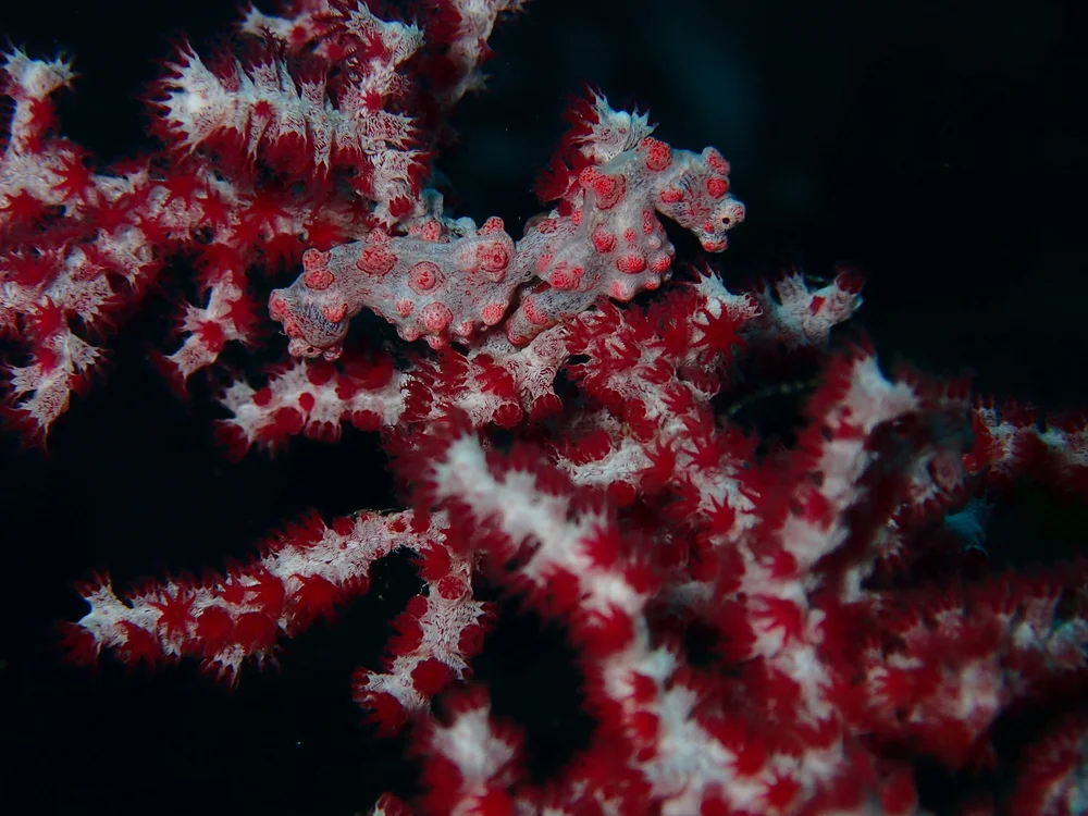 Pygmy seahorses and Diving in Menjangan — Blue Corner Dive | Freediving ...