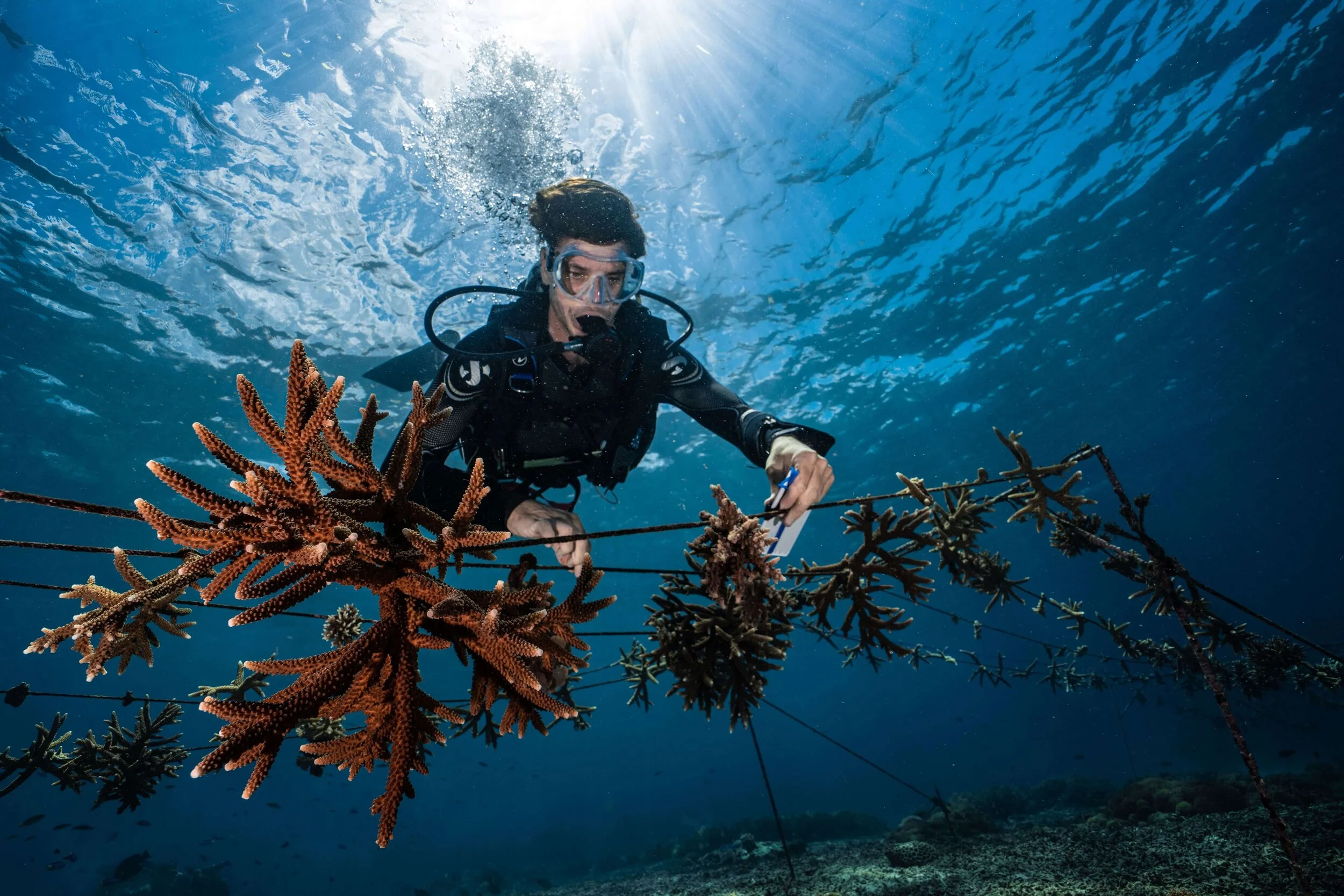 How to Dive like a conservationist from Blue Corner Dive Lembongan ...