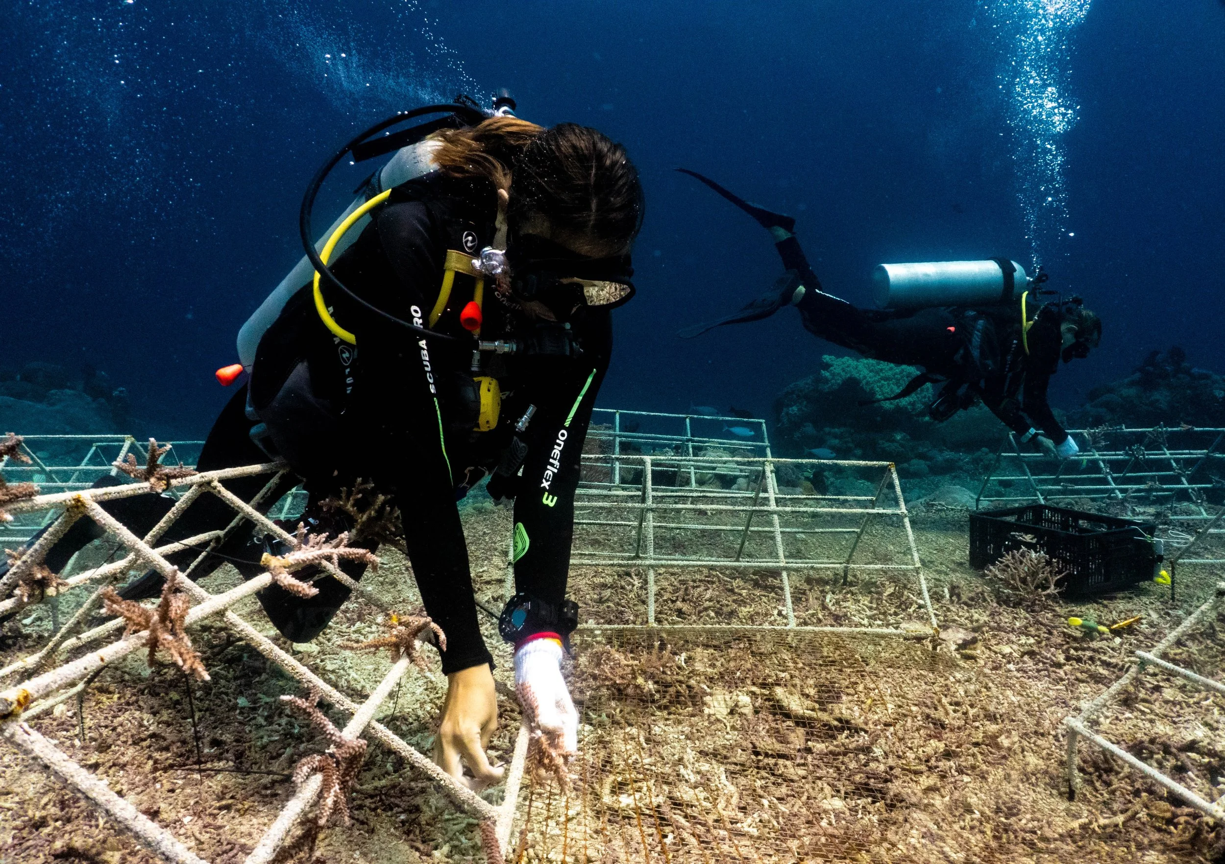 Conservation Courses Bali — Blue Corner Dive & Conservation
