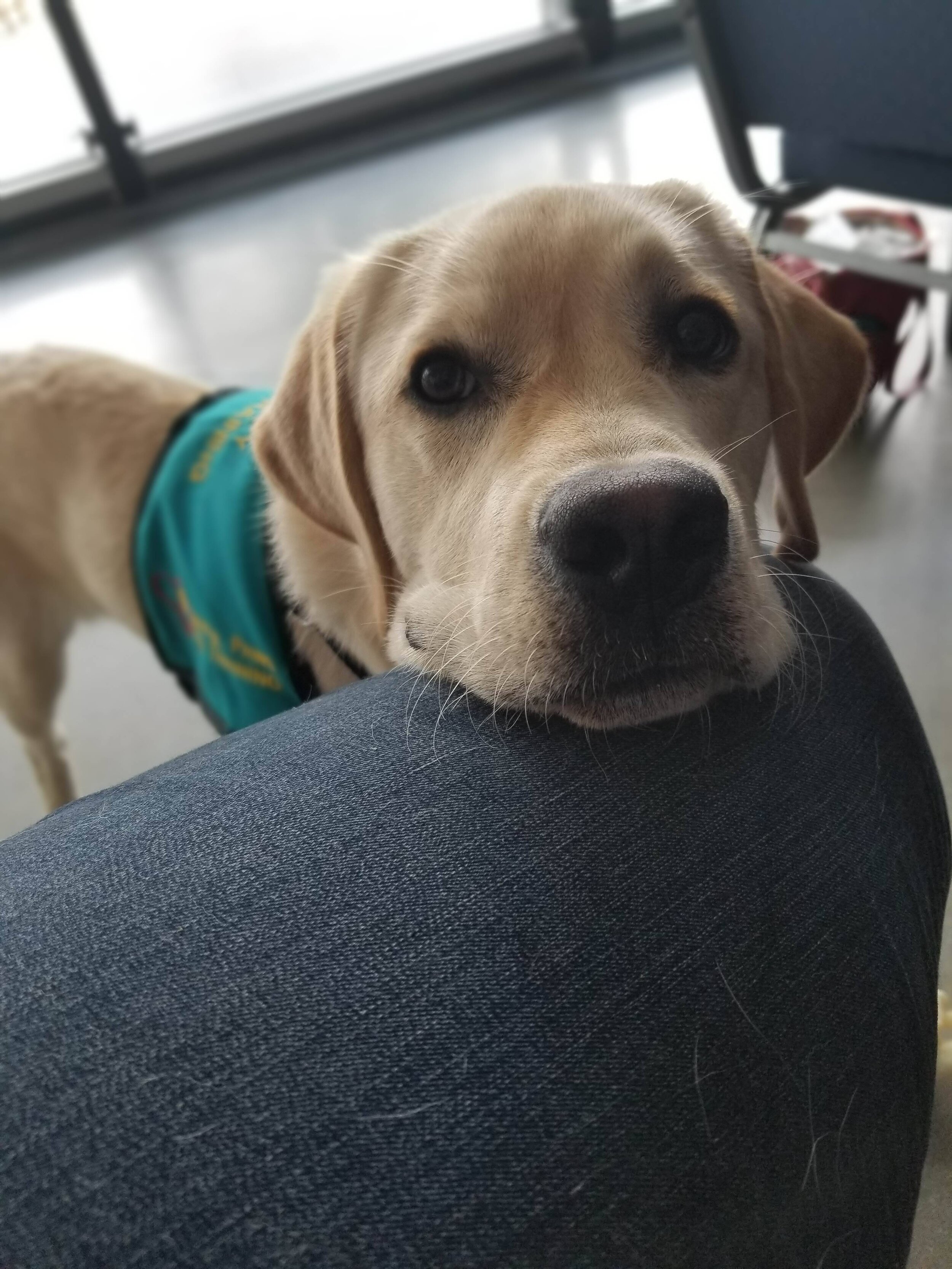 Joyful Paws Service Dogs