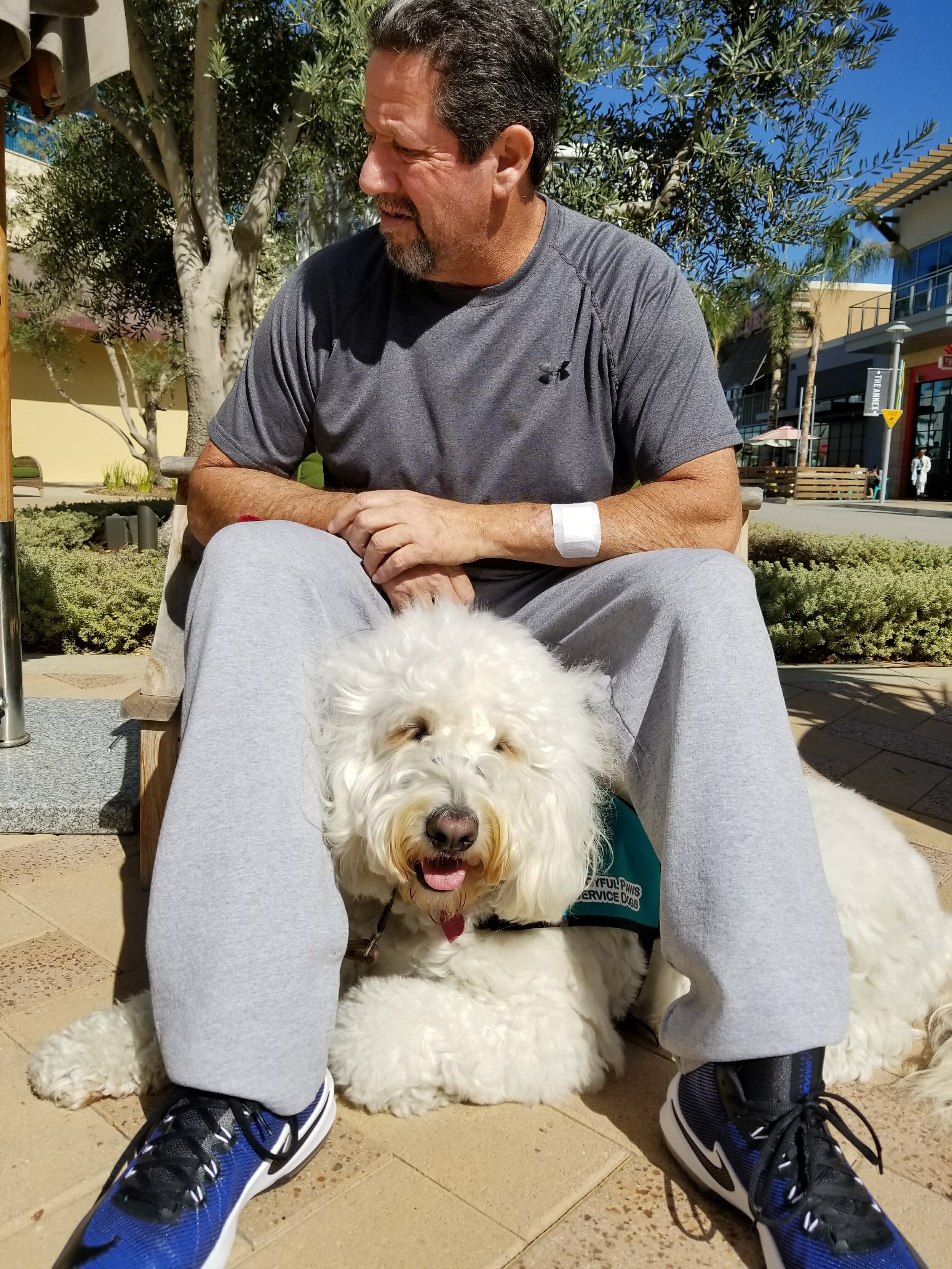 Joyful Paws Service Dogs