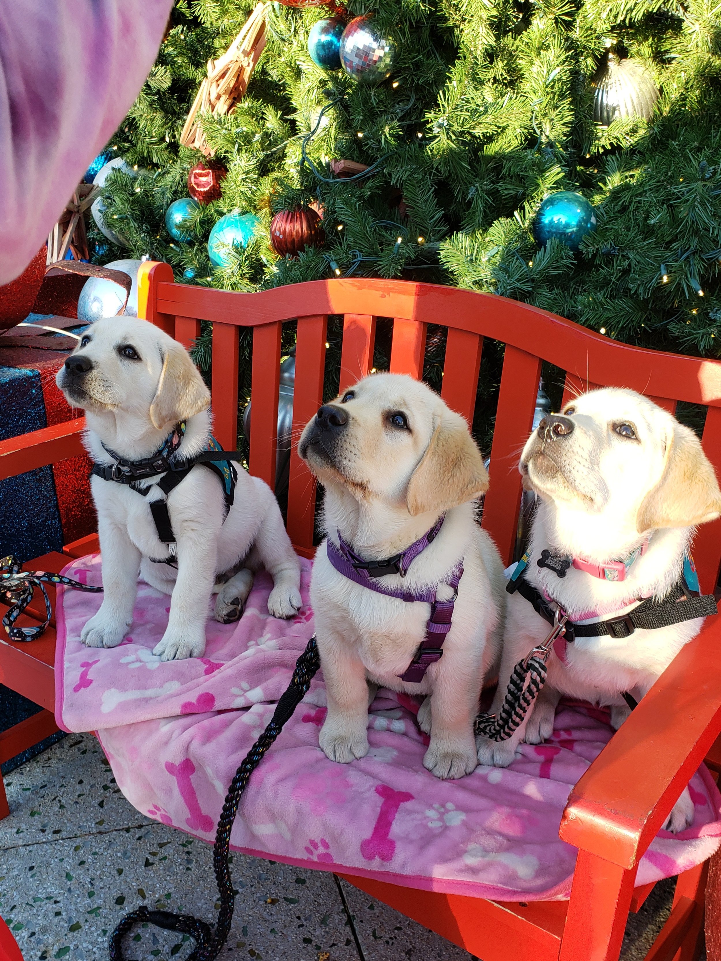 Joyful Paws Service Dogs