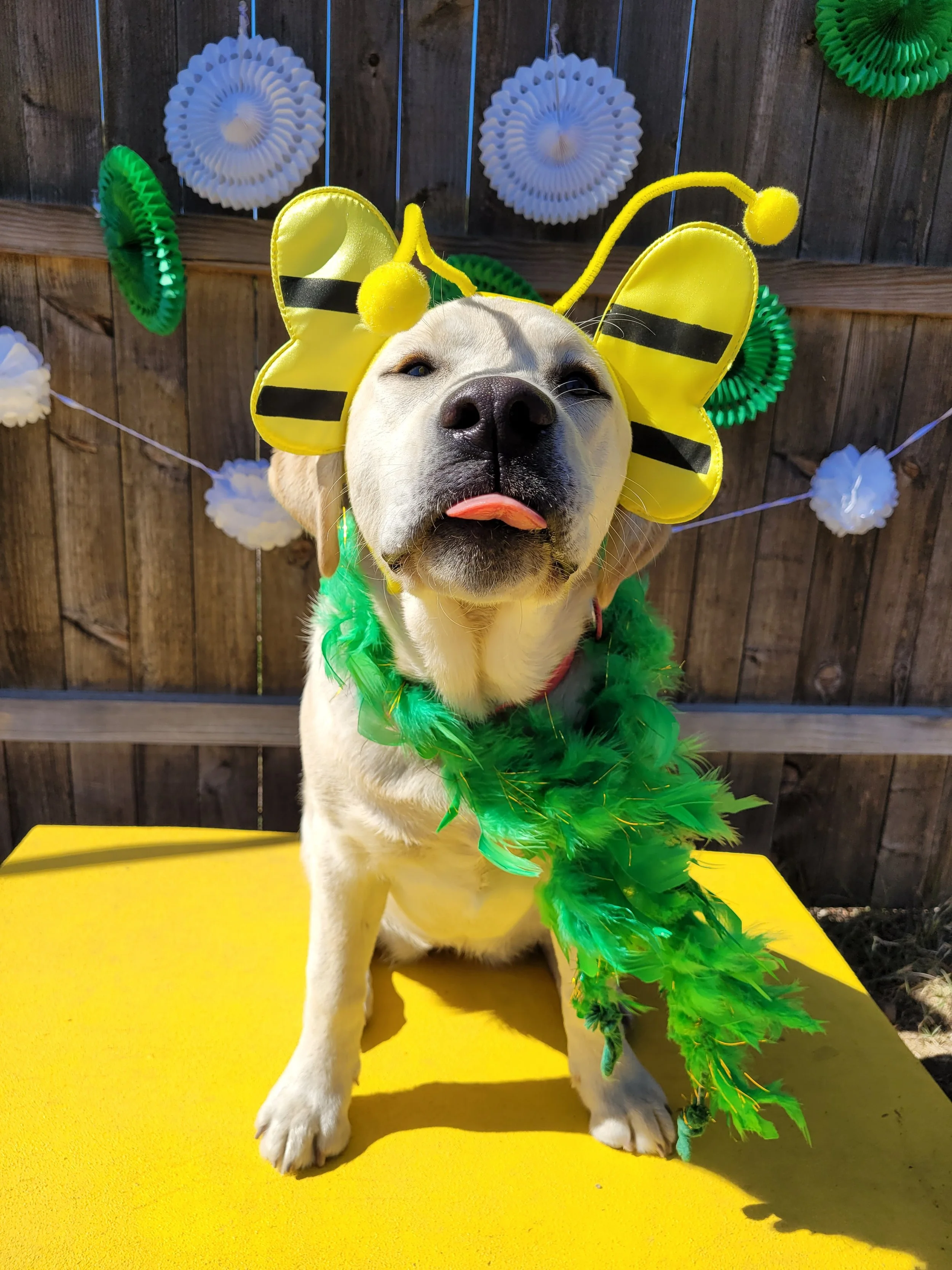 Joyful Paws Service Dogs