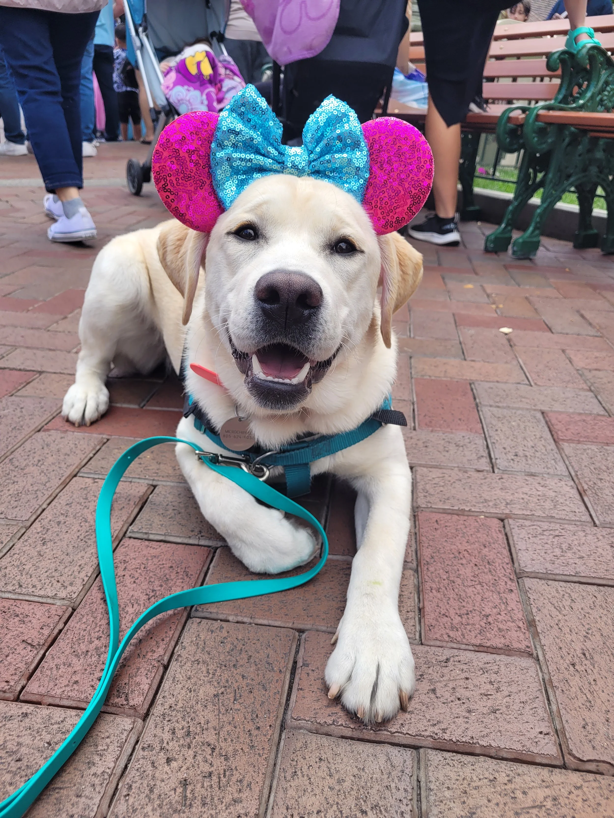 Joyful Paws Service Dogs