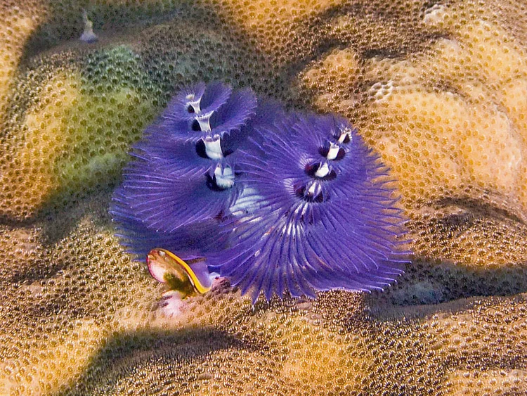 5 Facts about Christmas Tree Worms