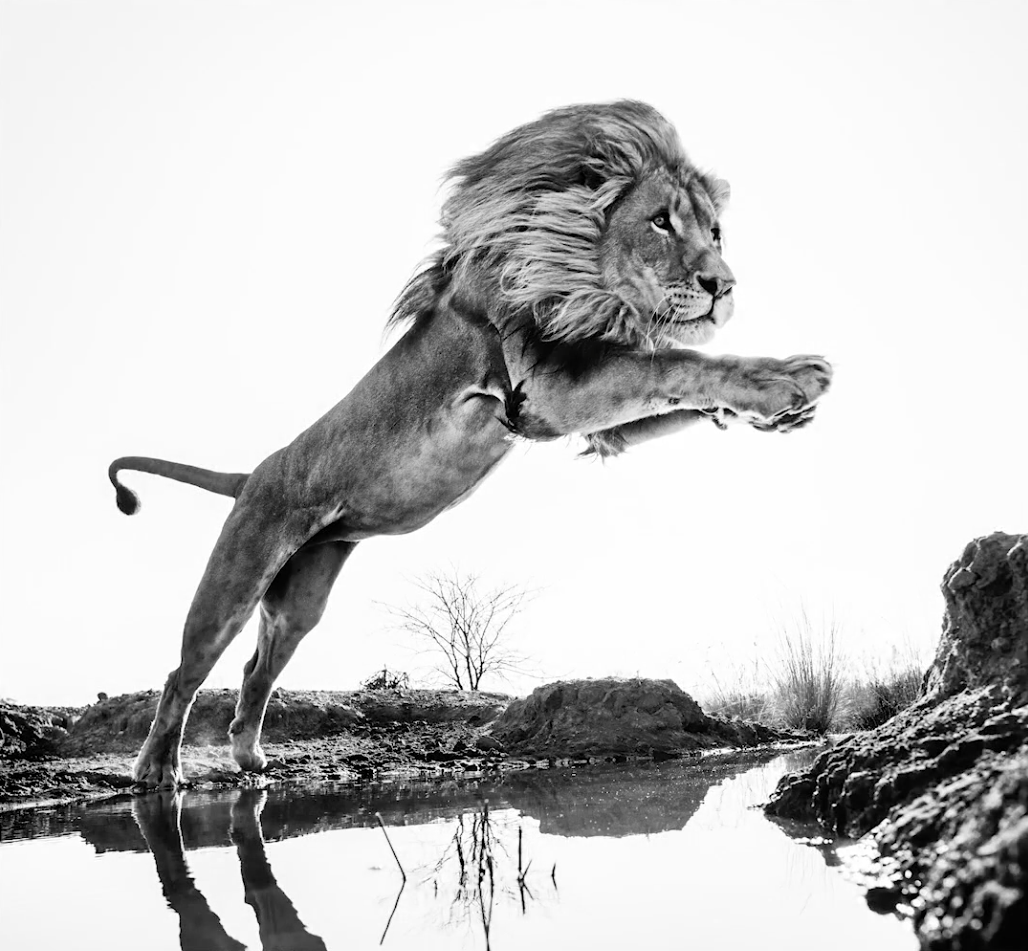GMAX STUDIOS — Wildlife photography with wildlife photographer David Yarrow