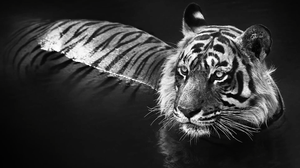 GMAX STUDIOS — Wildlife photography with wildlife photographer David Yarrow
