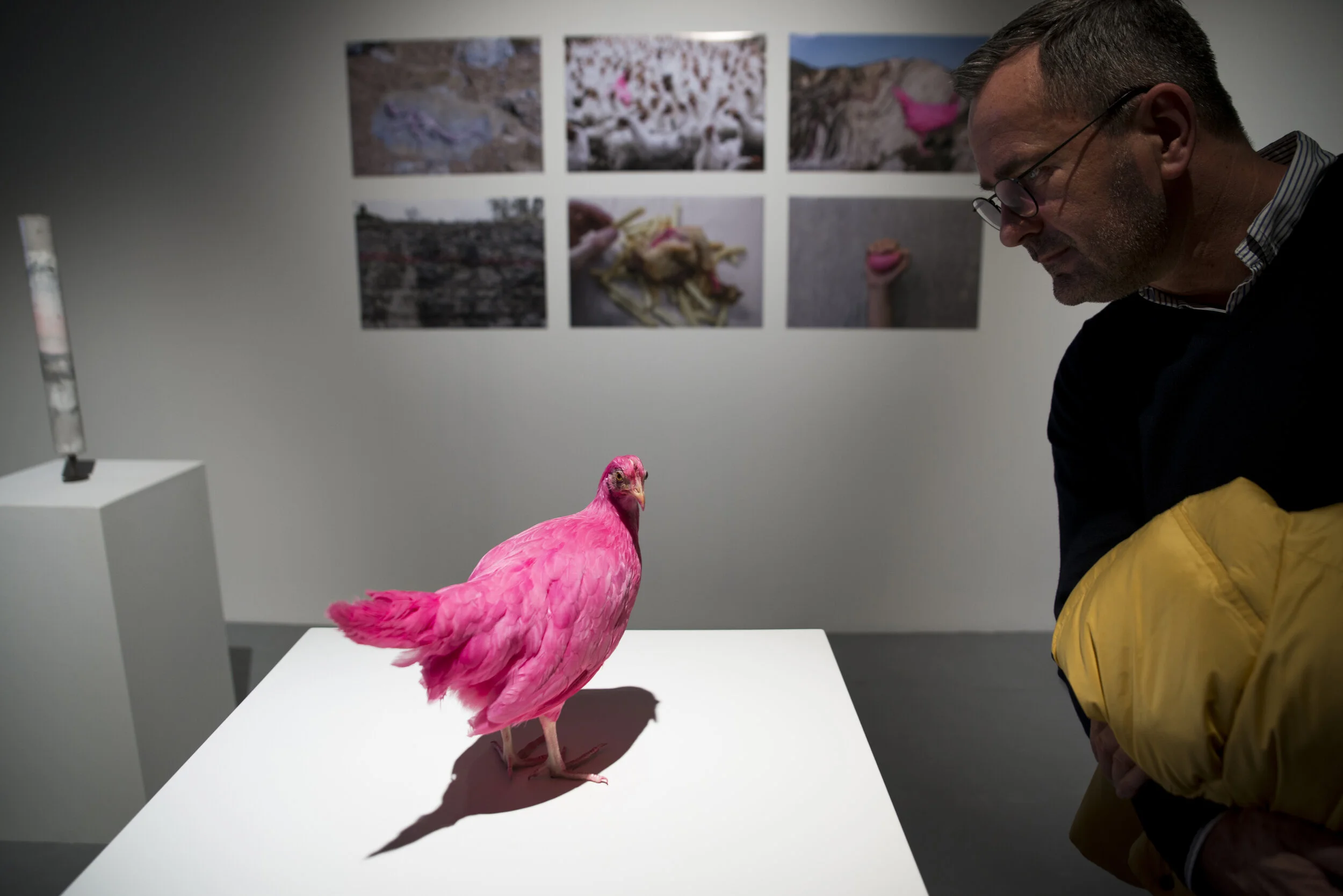 Nonhuman Nonsense / Pink Chicken Project
