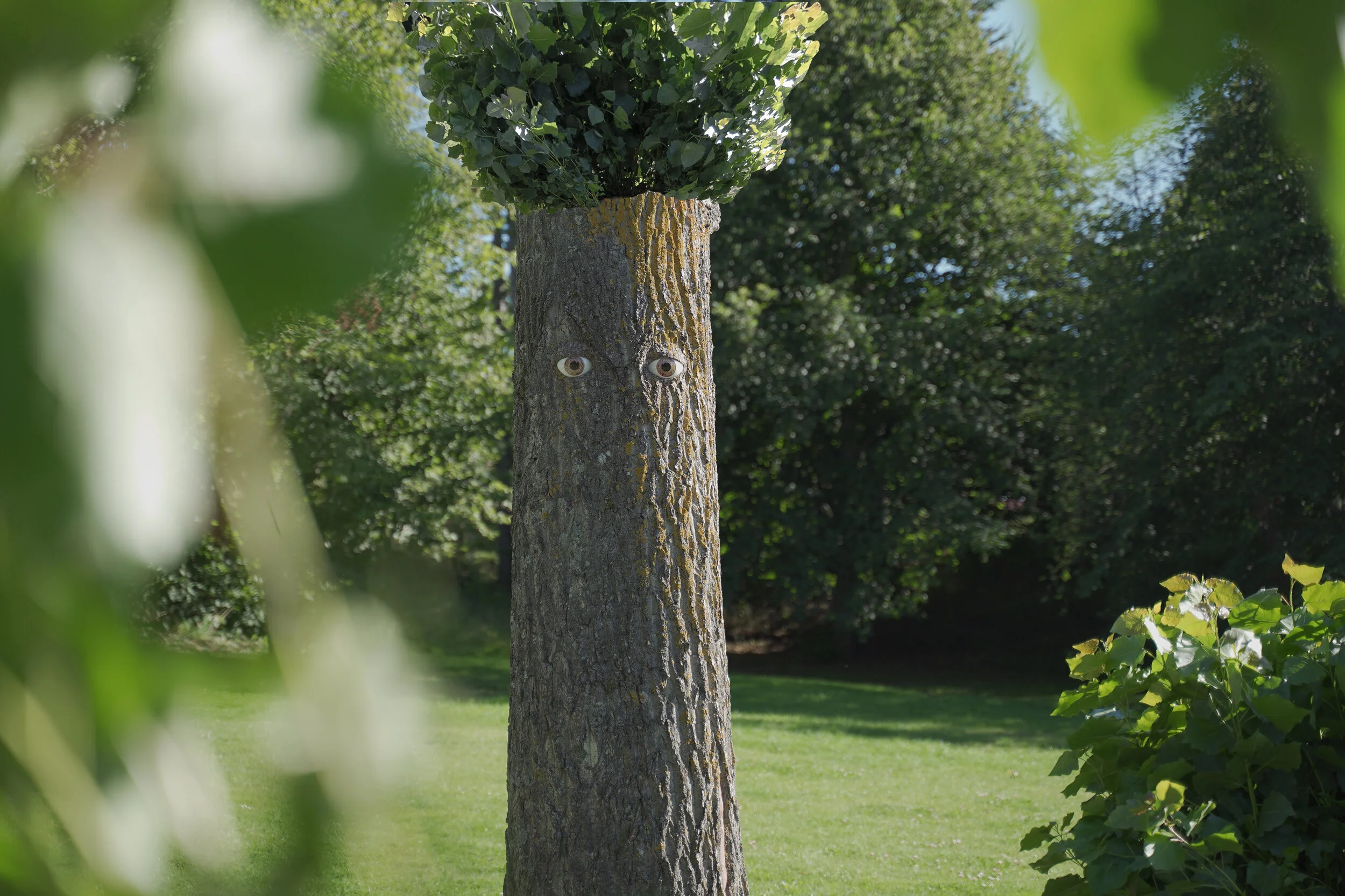 Nonhuman Nonsense / Tale of a Tree Human