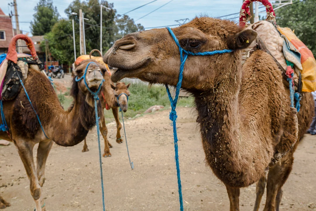 6 Must Do's Outside of Marrakech — Traverse Journeys - Travel That ...