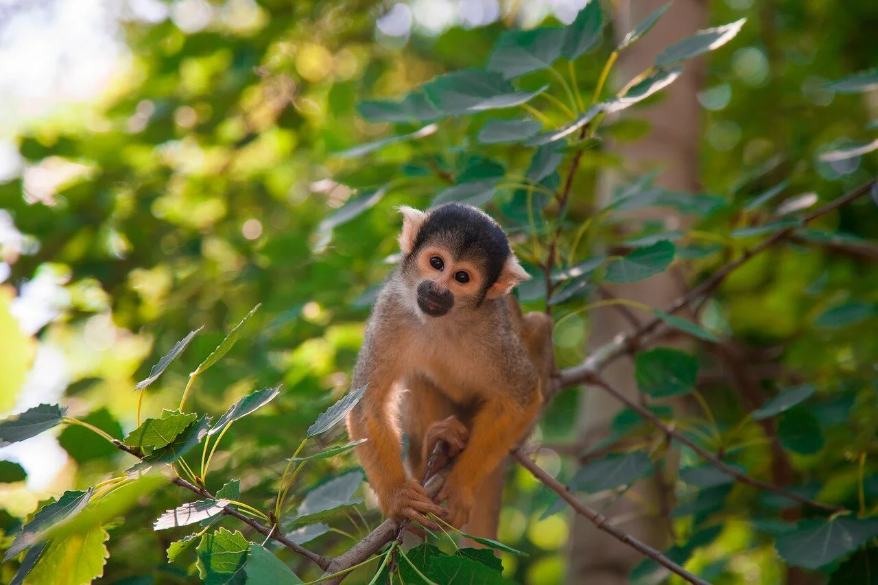 A Guide to the Wildlife in Costa Rica's Rainforests — Traverse Journeys ...