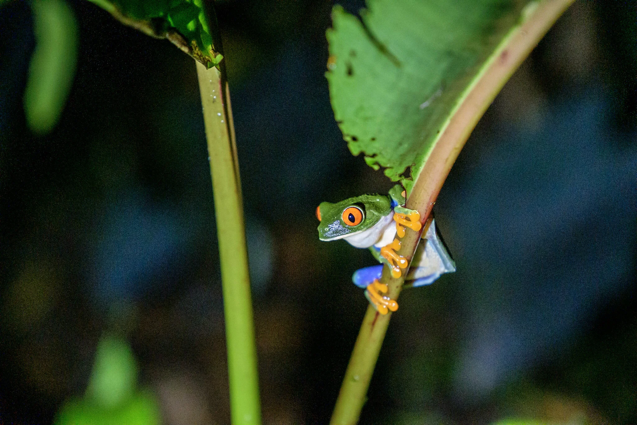 A Guide to the Wildlife in Costa Rica's Rainforests — Traverse Journeys ...