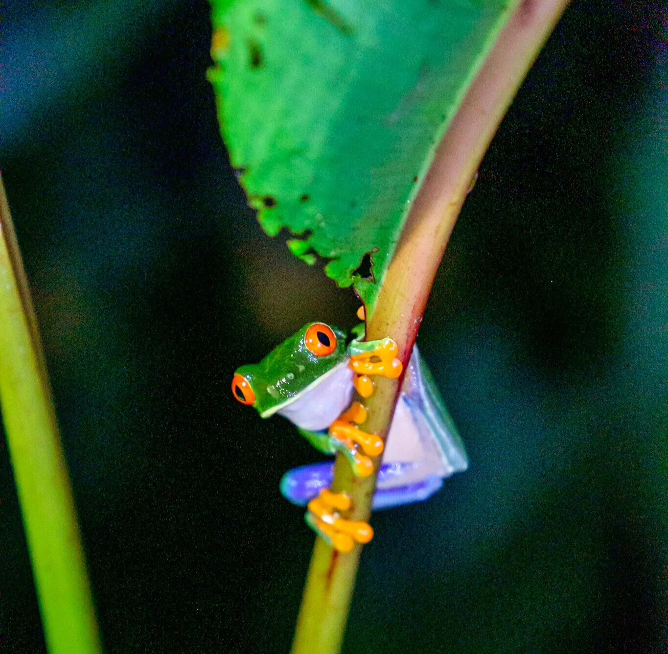 A Guide to the Wildlife in Costa Rica's Rainforests — Traverse Journeys ...