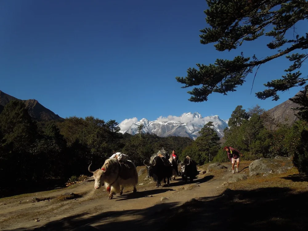 15-day Everest Base Camp Trek — Traverse Journeys - Travel That Transforms