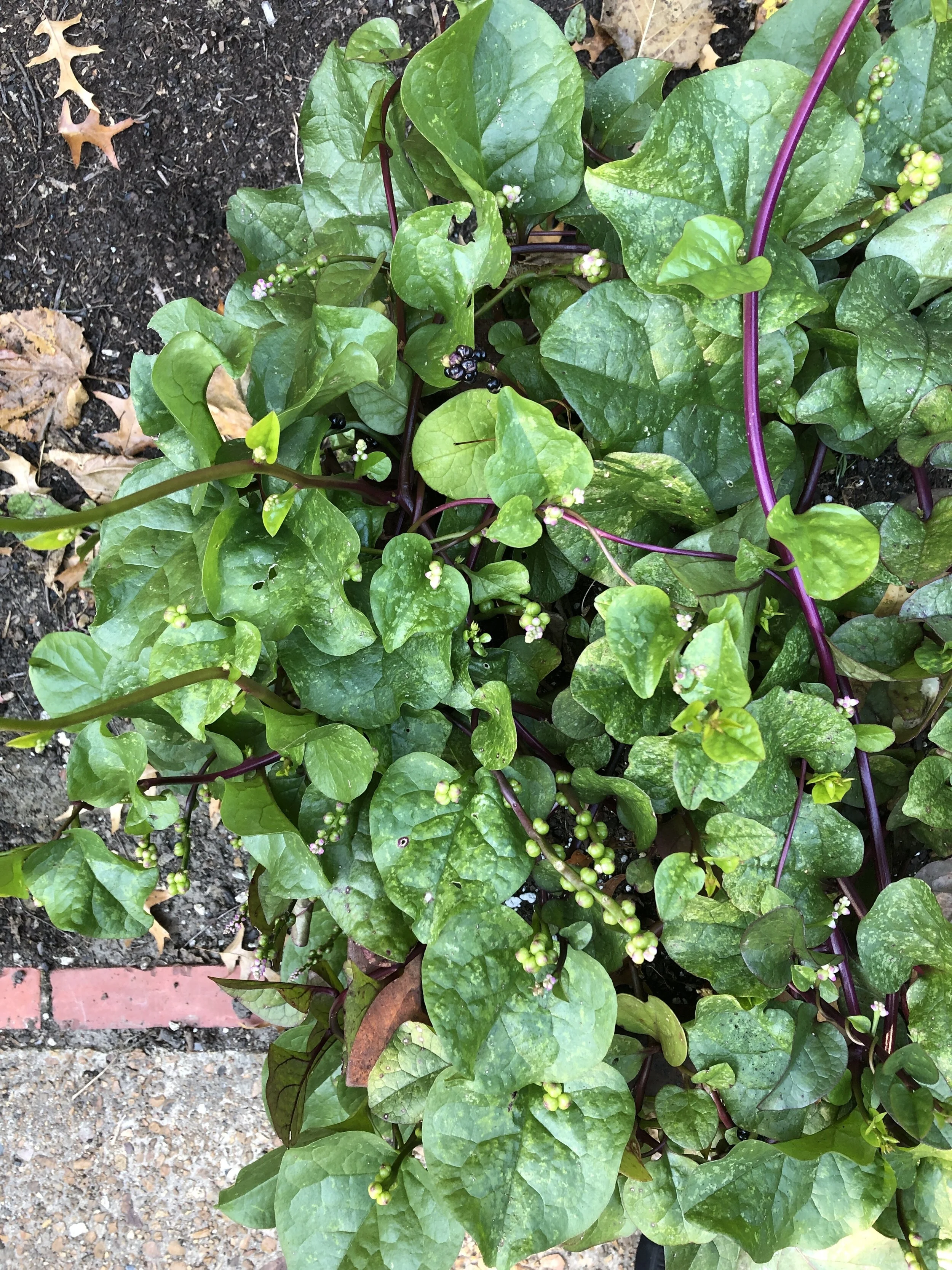 Produce from this backyard lends unique flavor to kombucha — tasteMAKERS