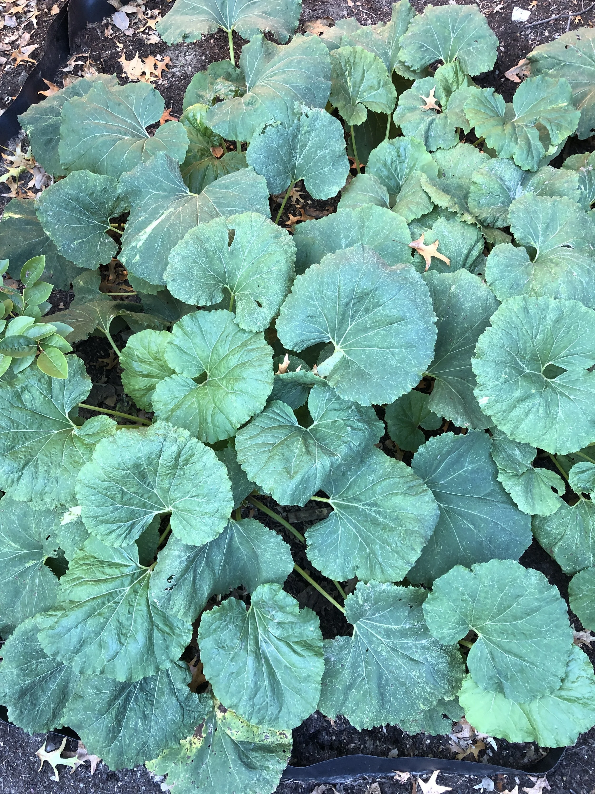Produce from this backyard lends unique flavor to kombucha — tasteMAKERS
