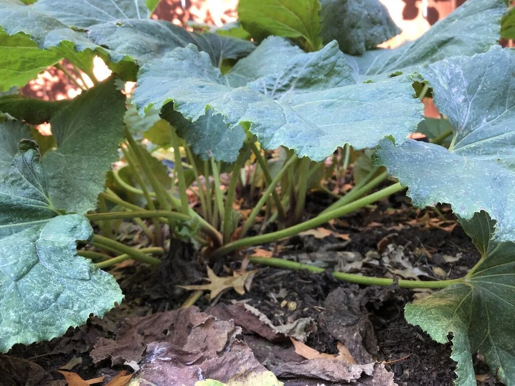 Produce from this backyard lends unique flavor to kombucha — tasteMAKERS