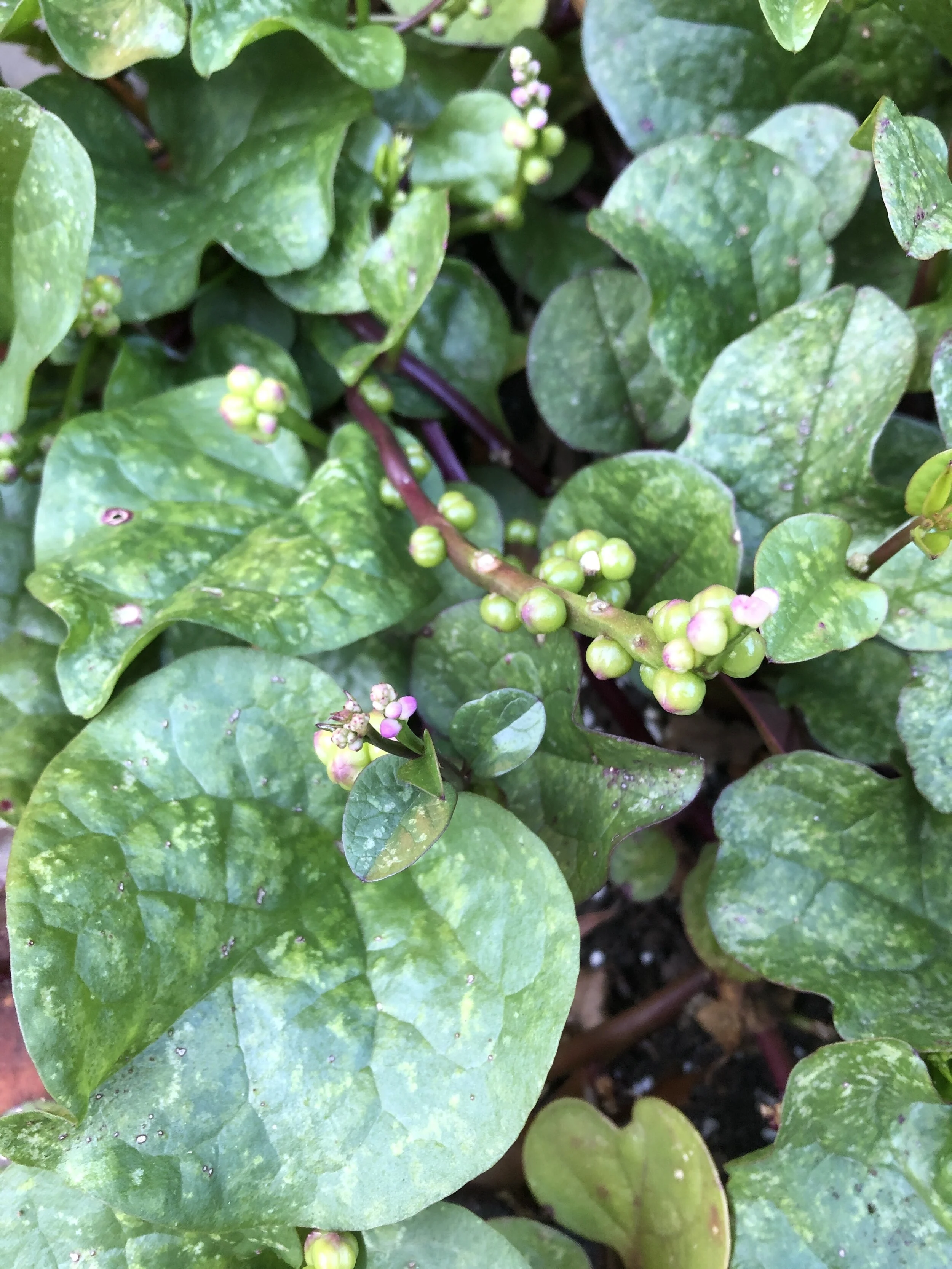 Produce from this backyard lends unique flavor to kombucha — tasteMAKERS