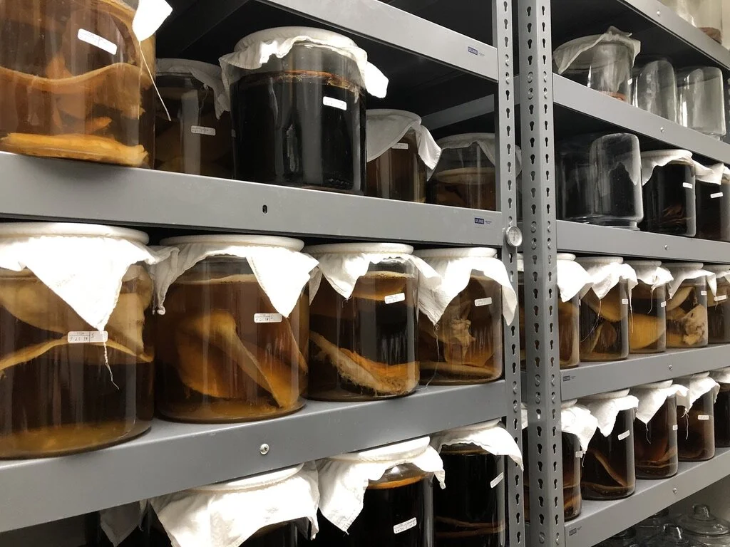 Produce from this backyard lends unique flavor to kombucha — tasteMAKERS