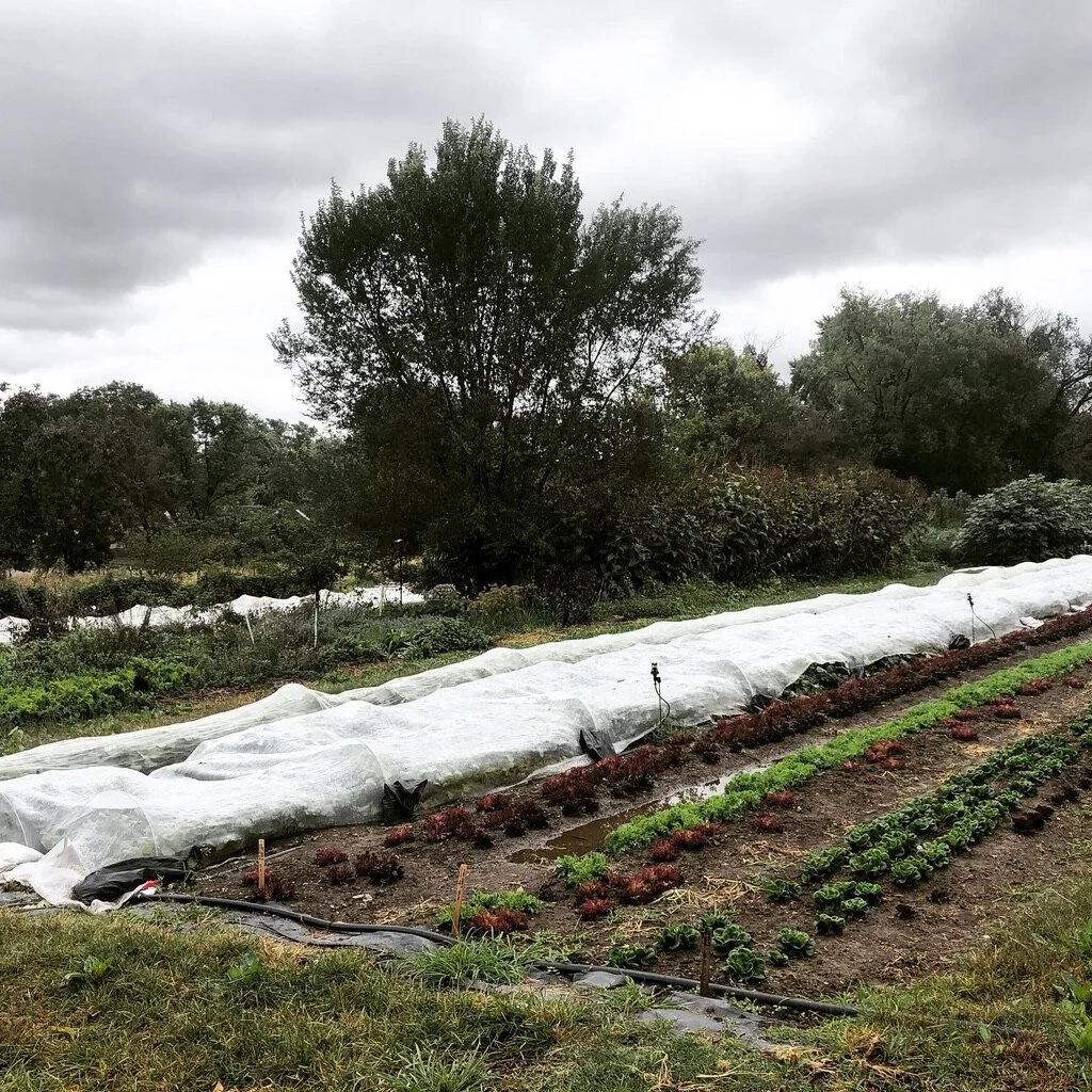 Matt made a lasting impression on EarthDance Farms, the oldest organic ...