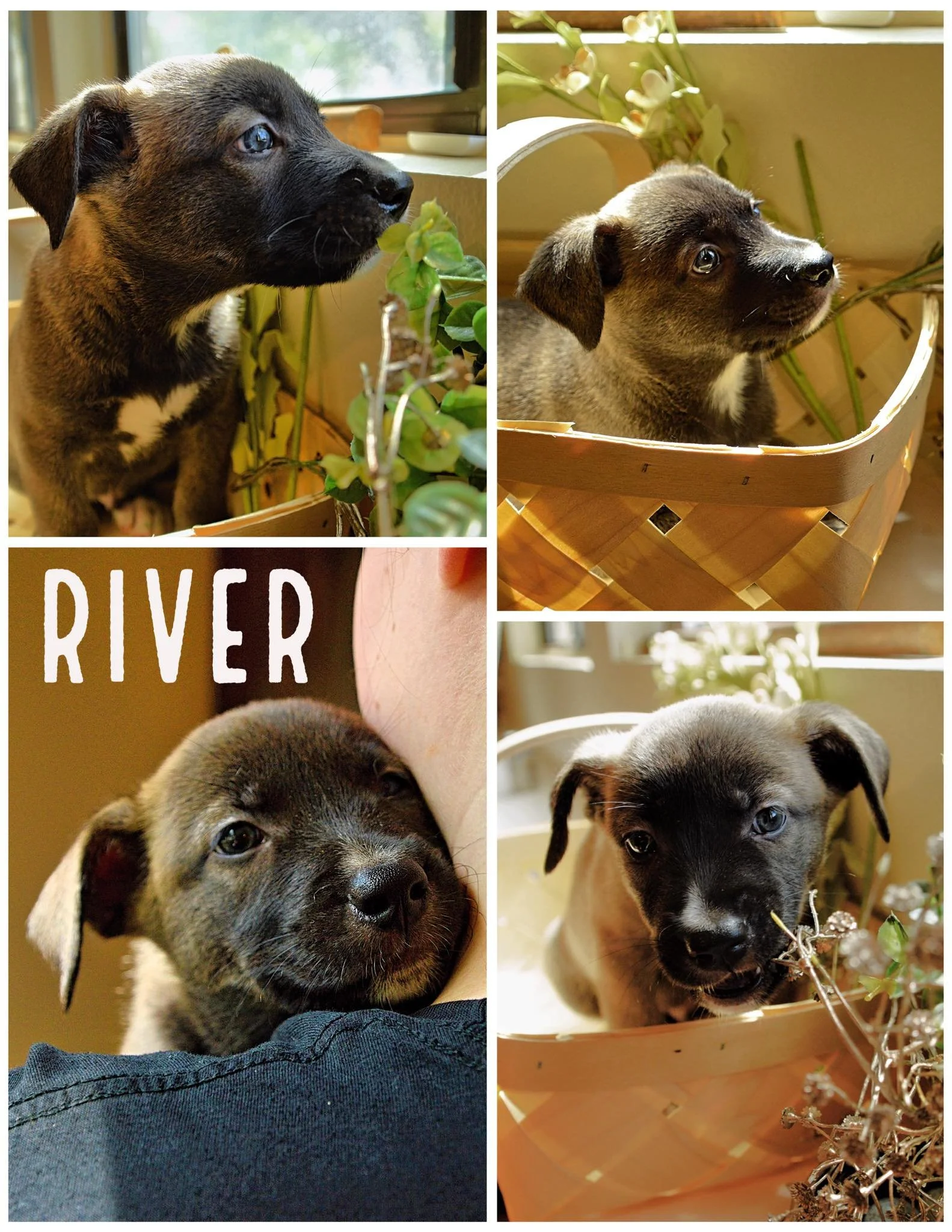 Puppies — Rescued for Life