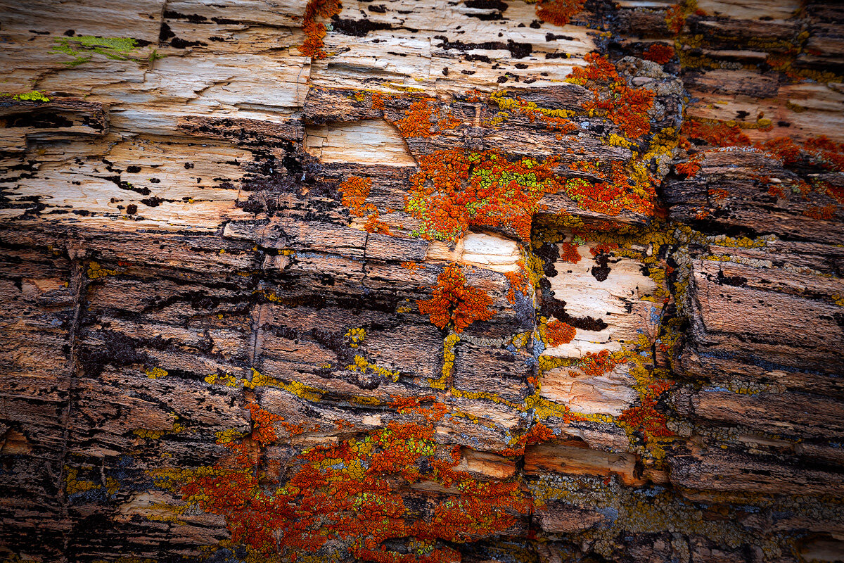 Tim Canfield | Photography