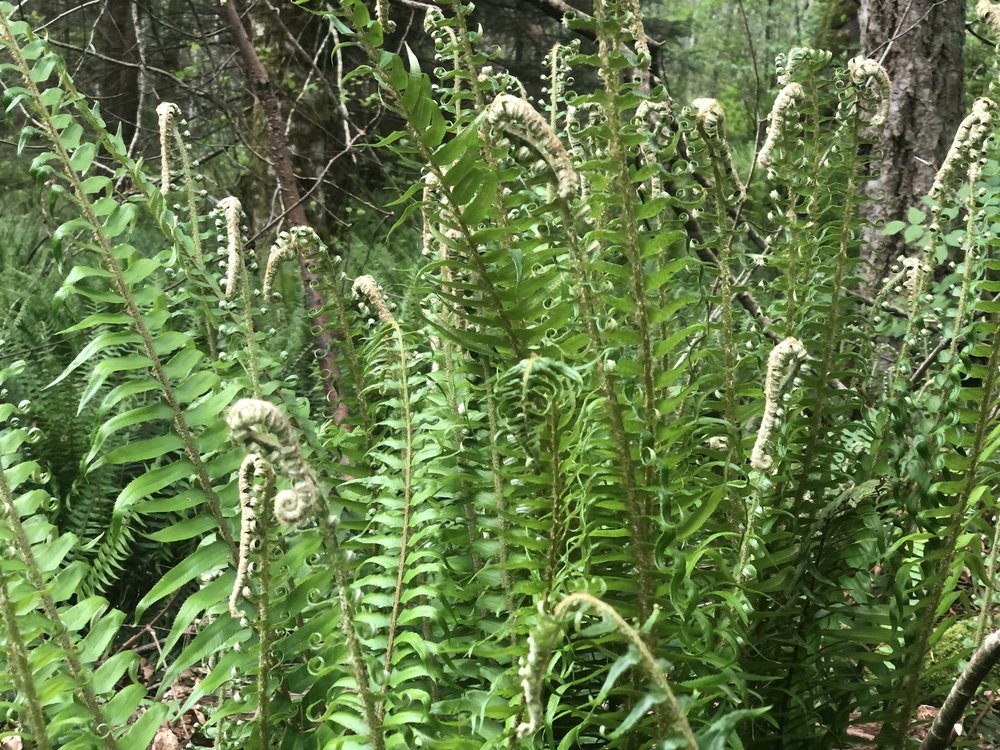 Sword ferns unfurling — The McLoughlin Gardens