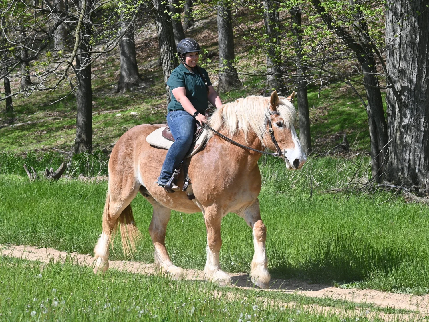 Alma - Belgian Draft in Training — Gentle Giants