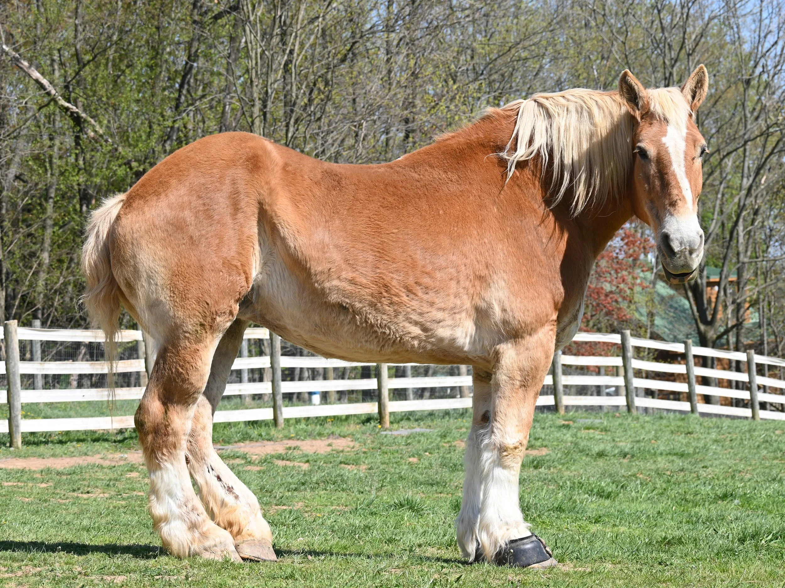 Belgian Stallion