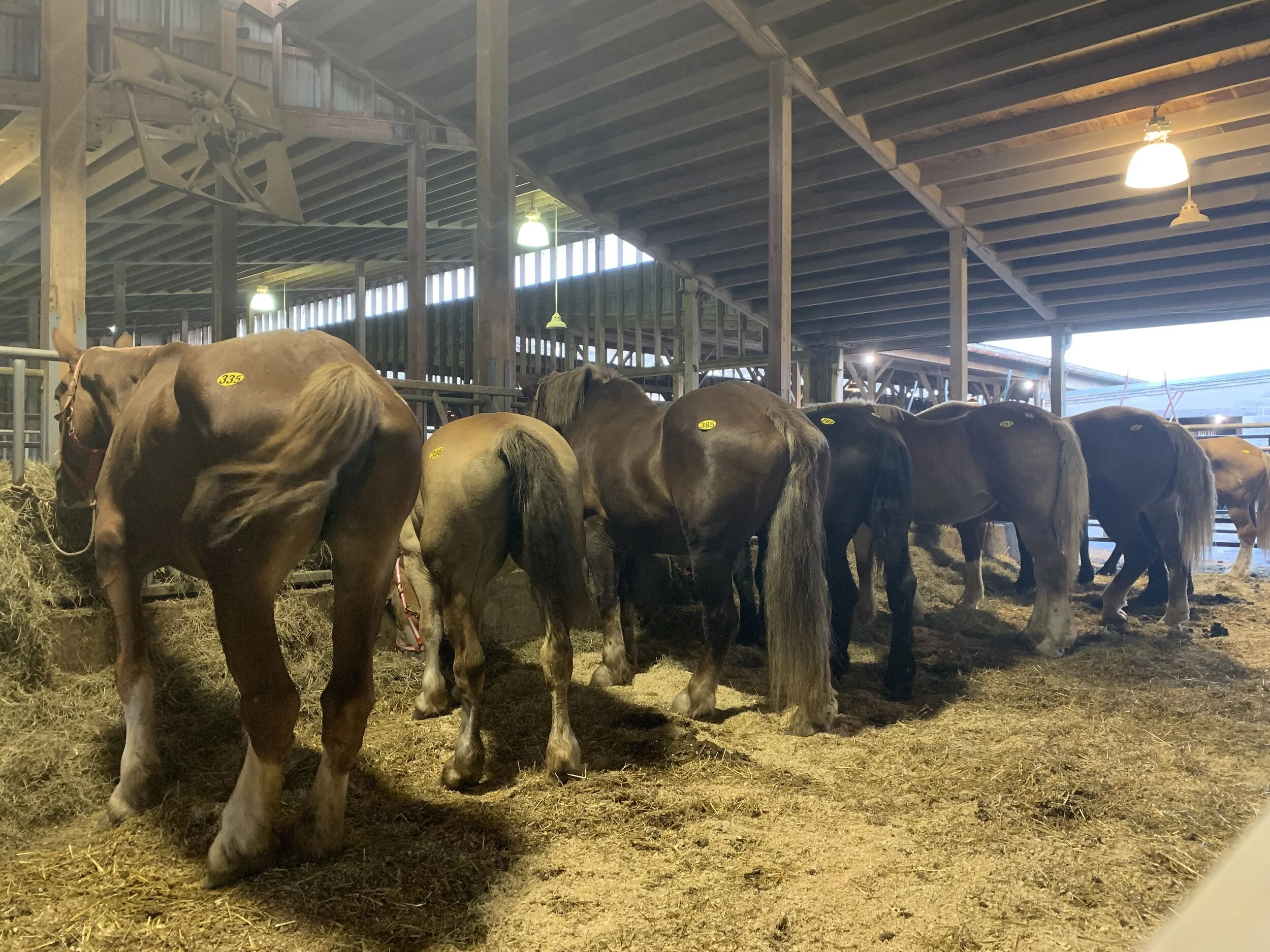 Horse Slaughter — Gentle Giants