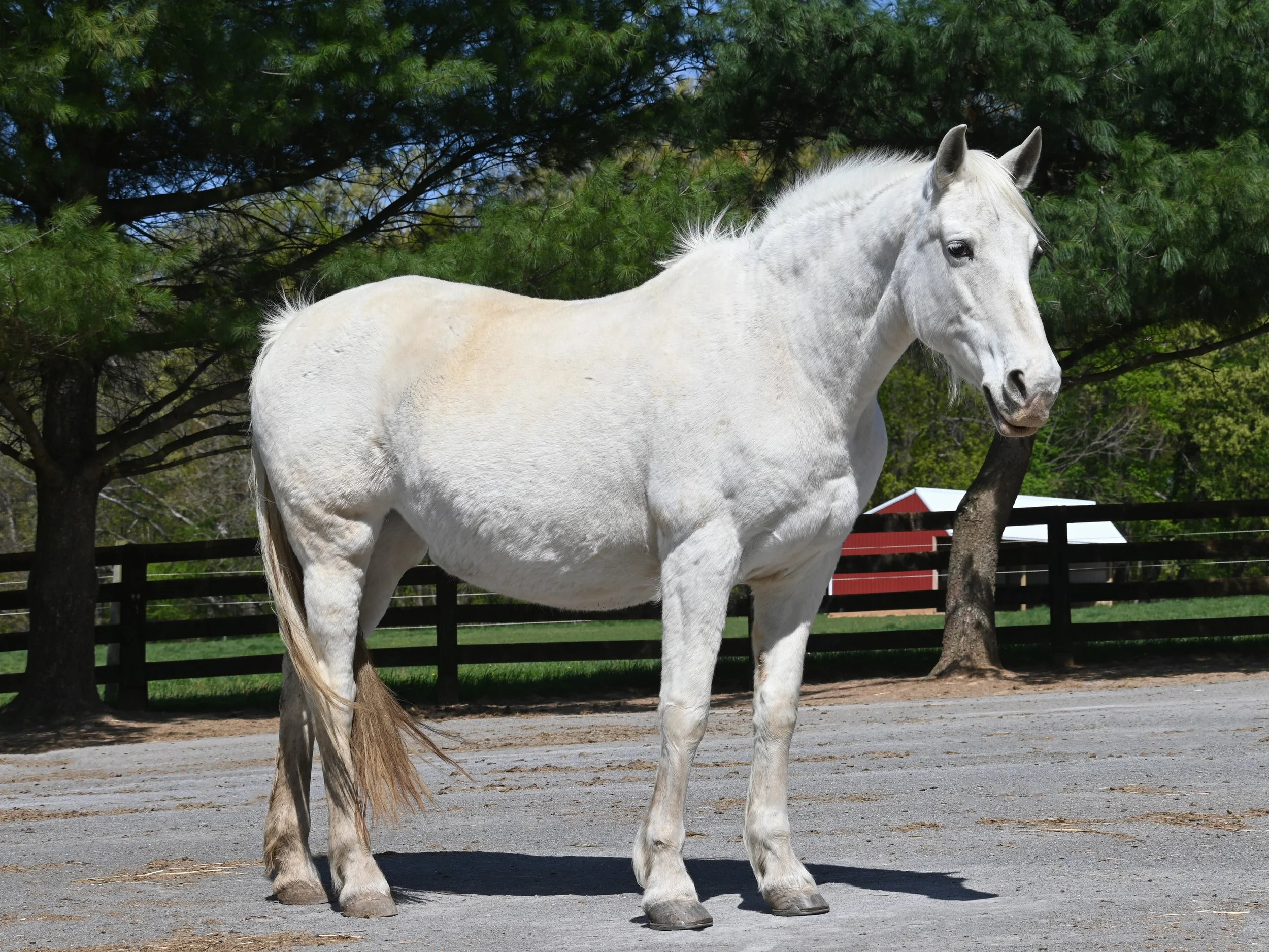 Meet Our Horses — Gentle Giants