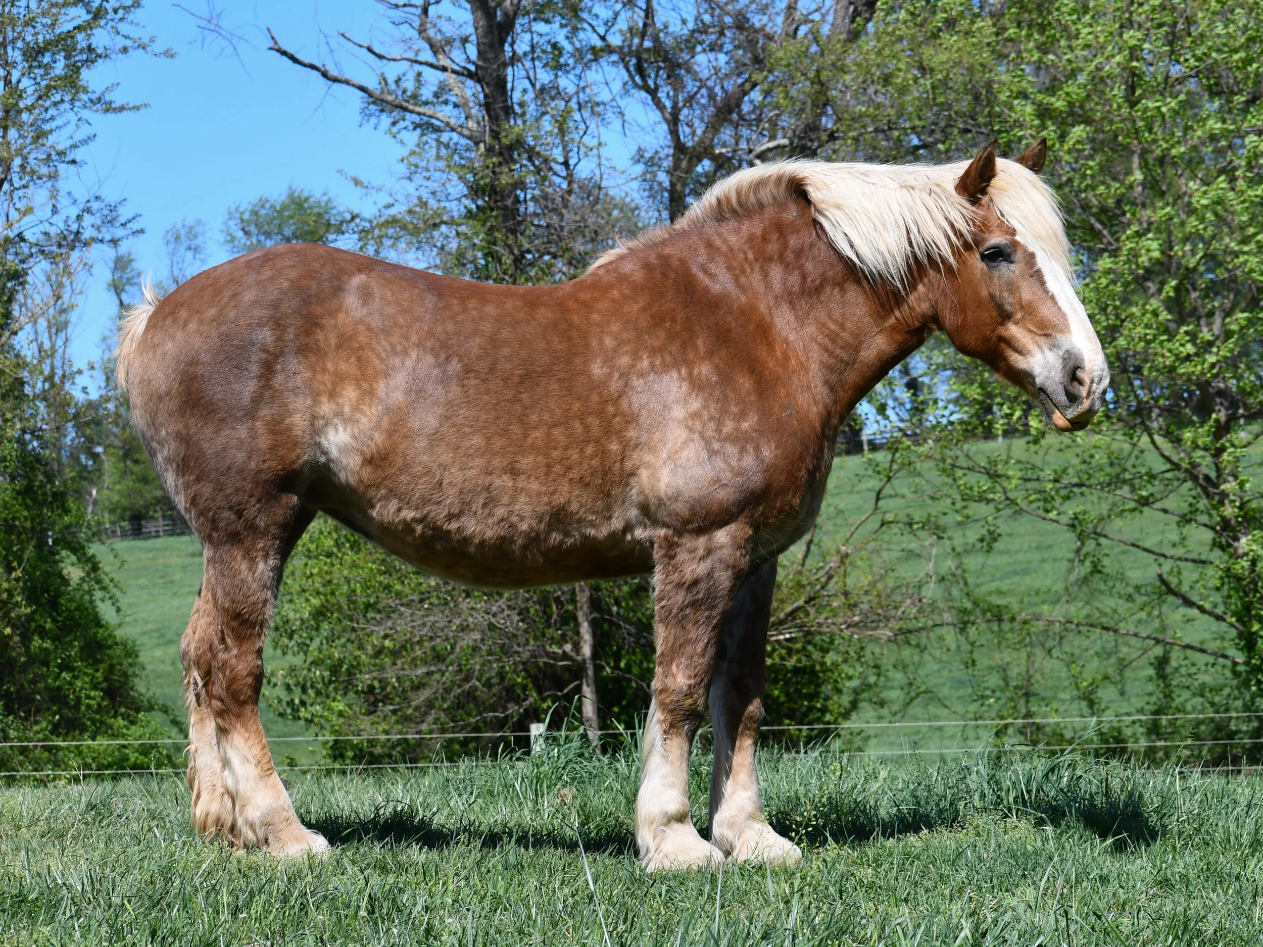 Meet Our Horses — Gentle Giants