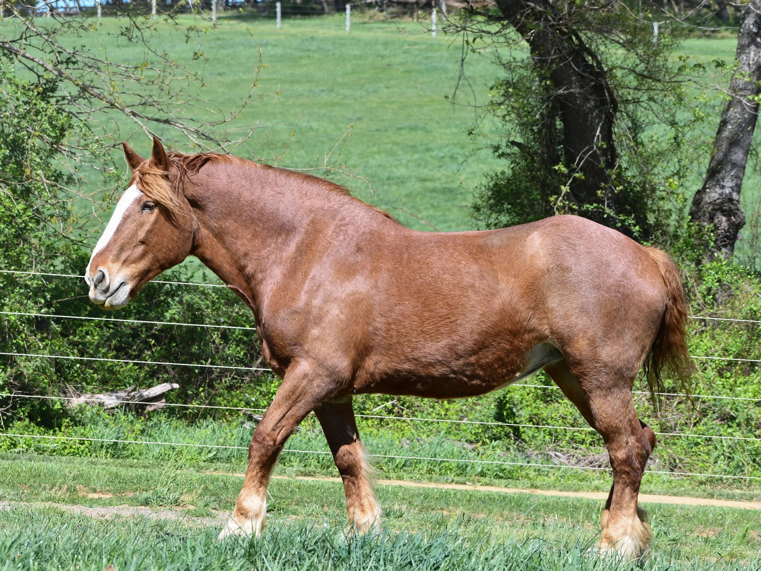 Meet Our Horses — Gentle Giants