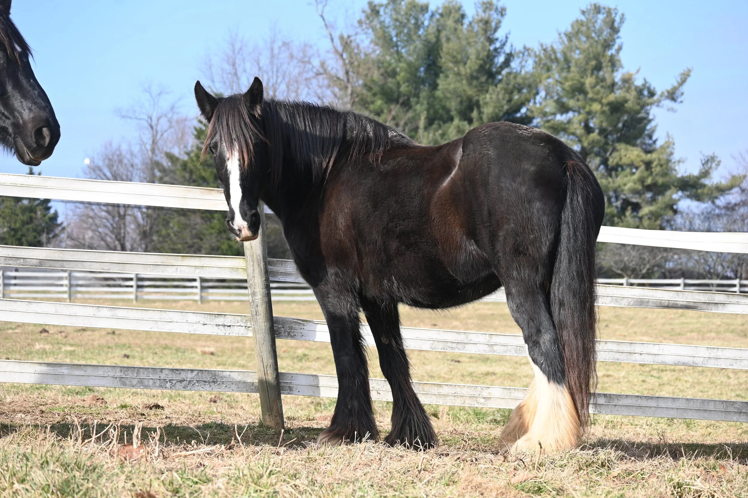 Meet Our Horses — Gentle Giants