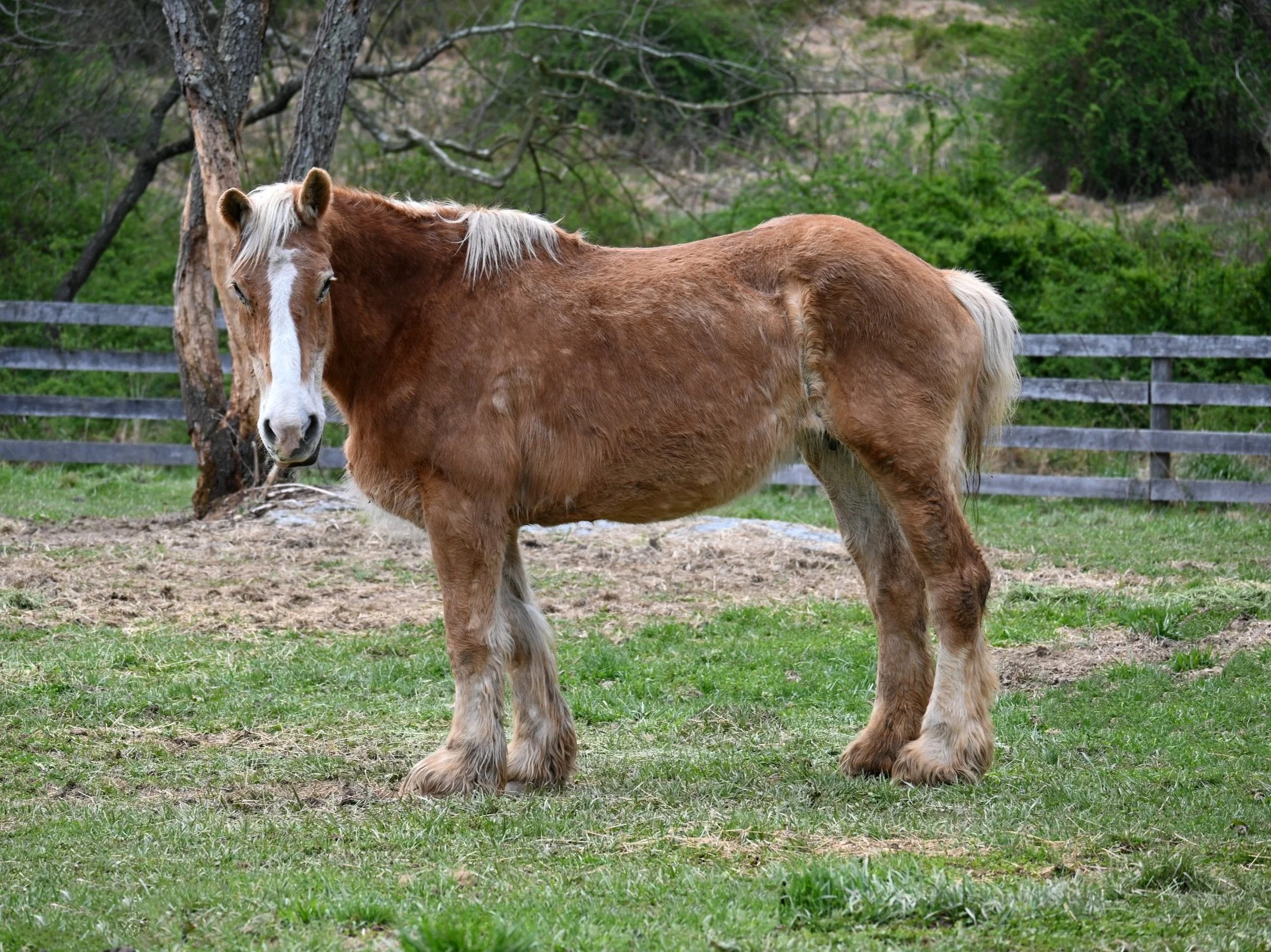 Meet Our Horses — Gentle Giants